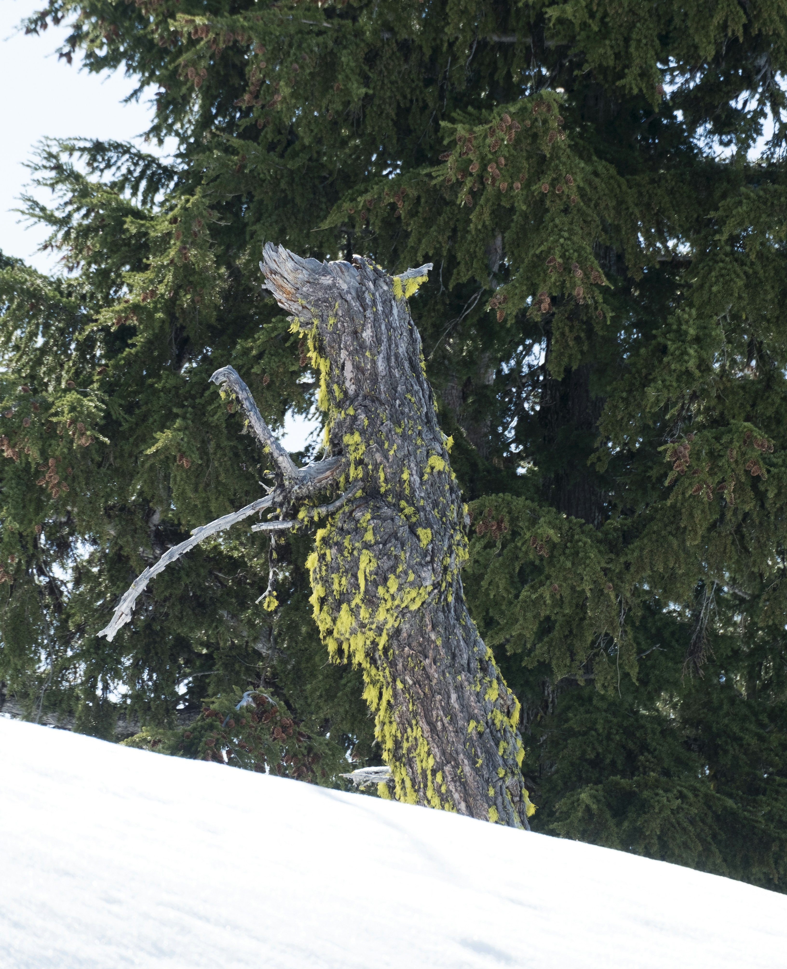 Moss-Clad Trunk Leaning Through Snow Beneath Conifers