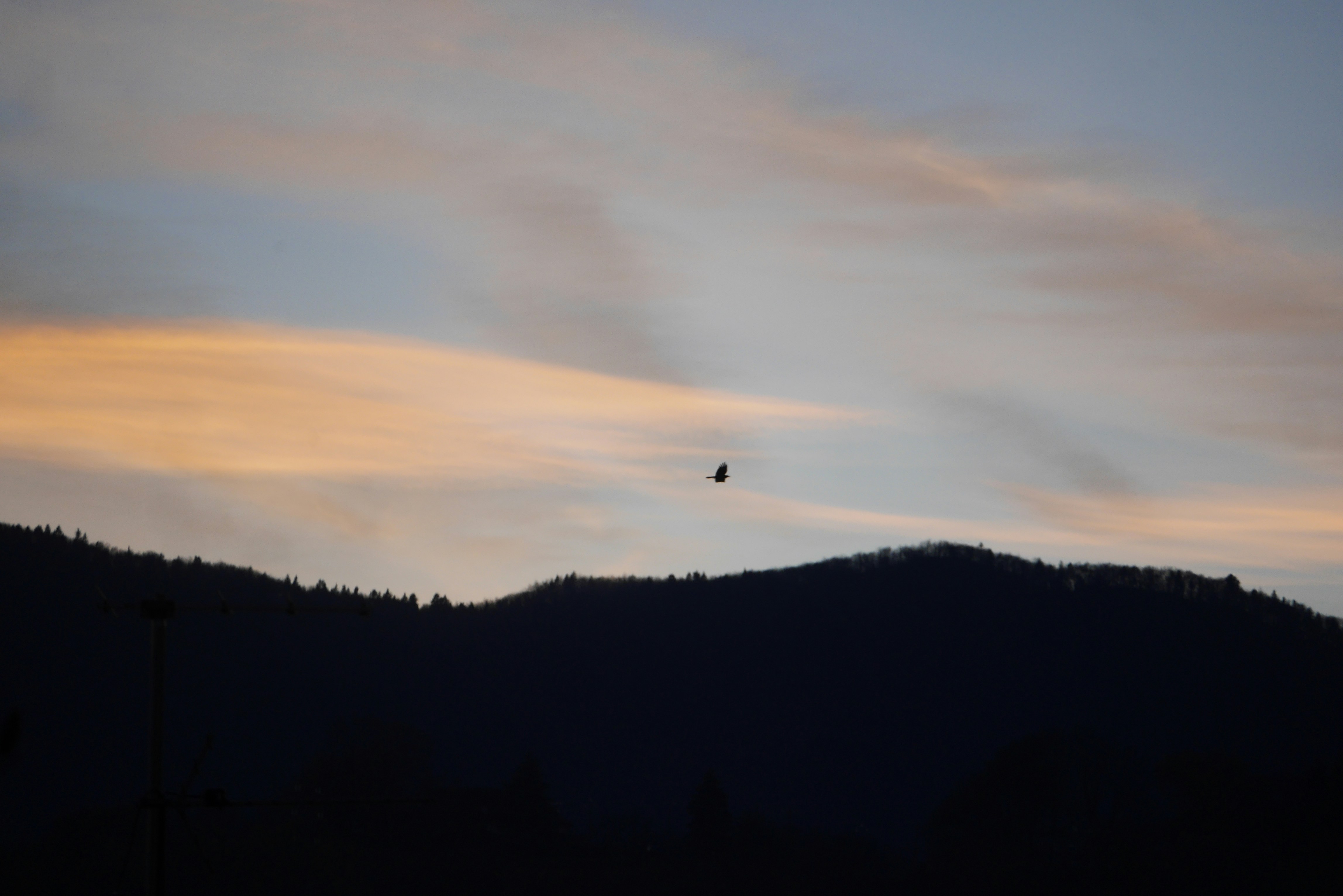 Dusk Wing over the Quiet Ridge: a lone silhouette against the sunset