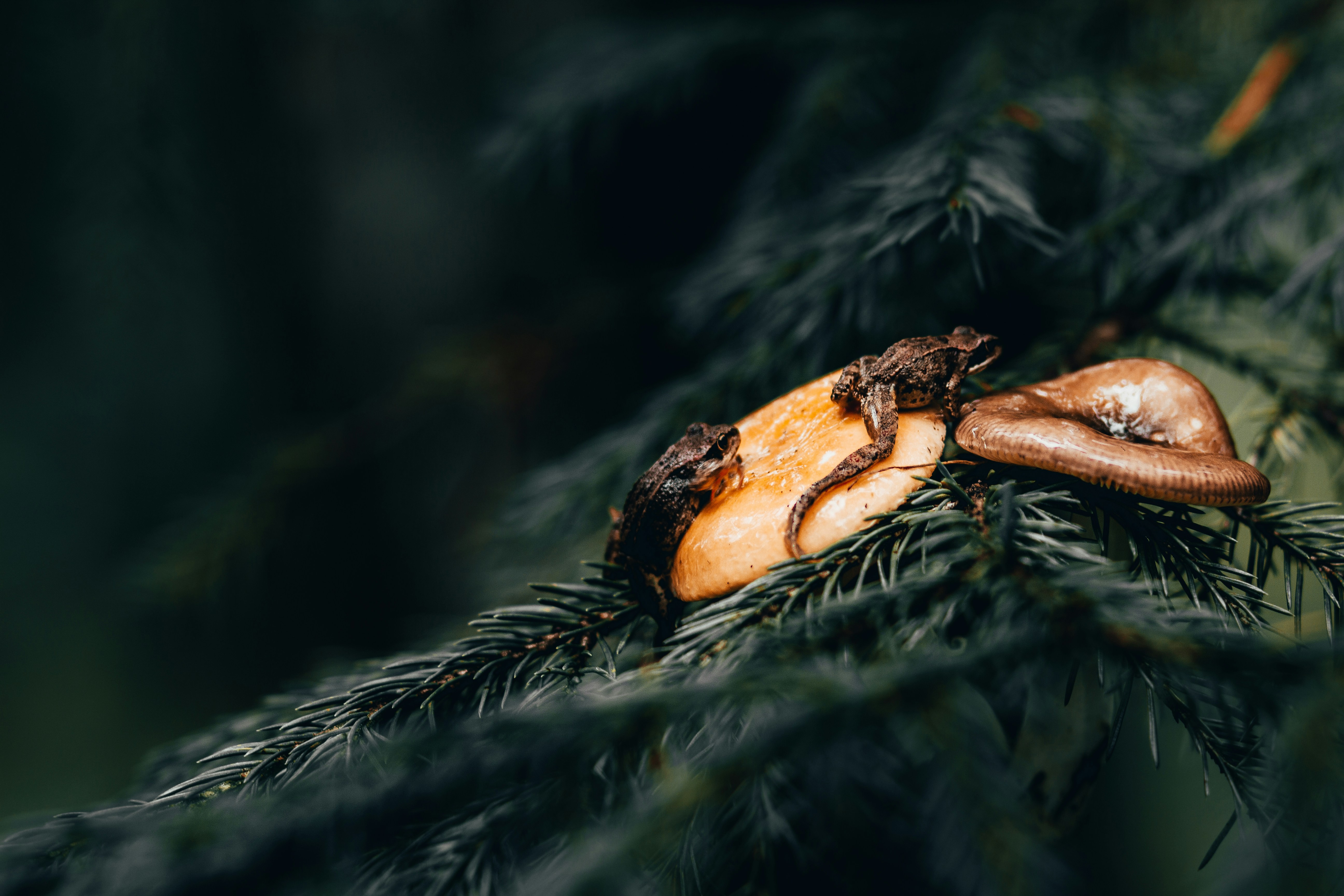 Branch-Bound Forest Feast