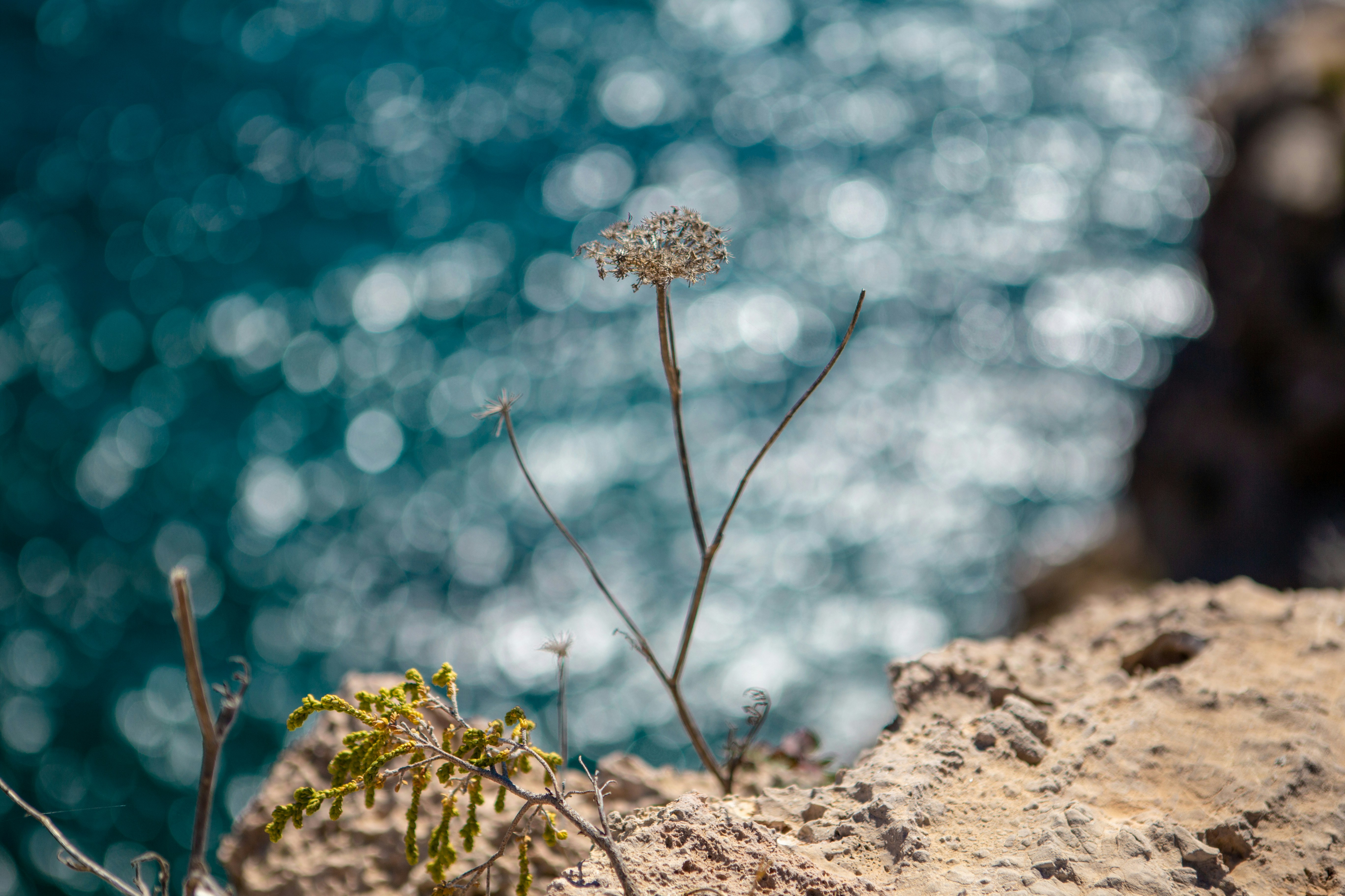 A solitary bloom on a sunlit cliff edge over turquoise sea