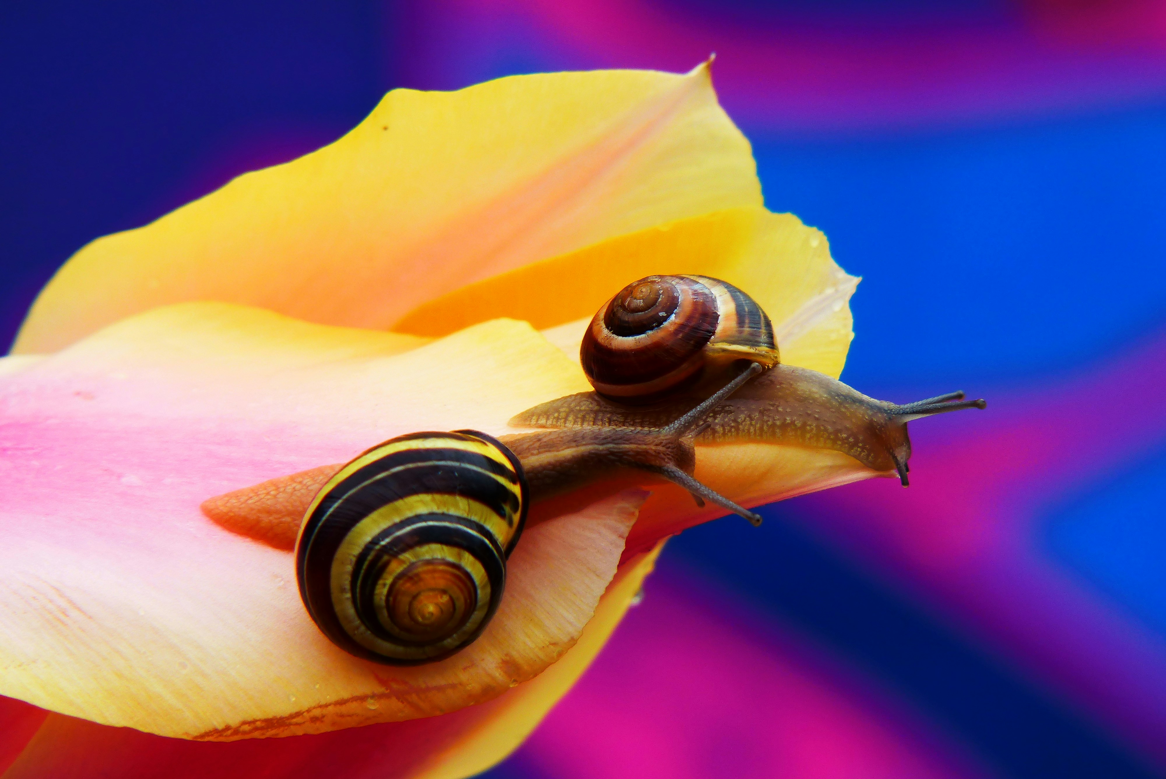 Snail on the tulip flower photo – Free Animal Image on Unsplash