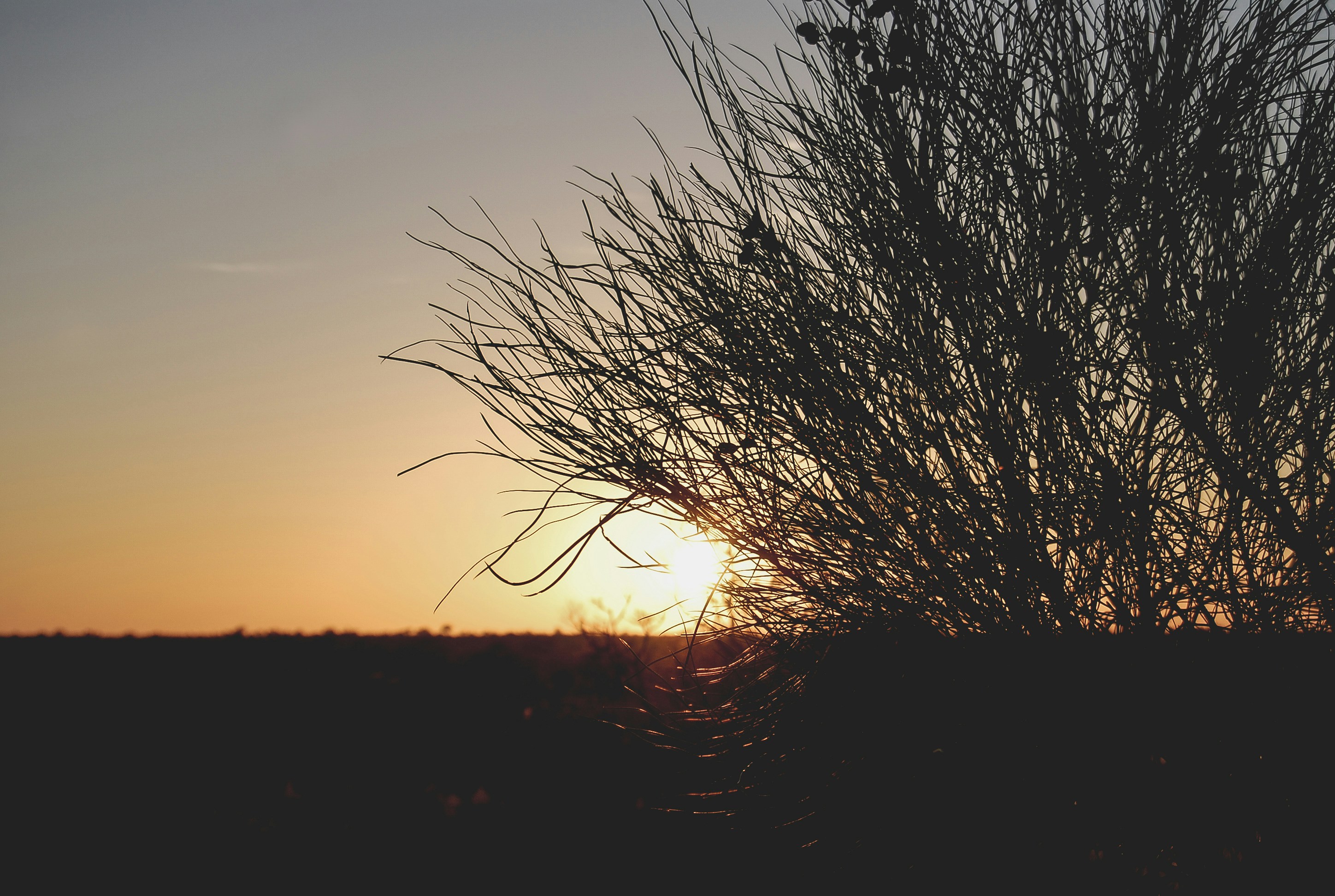 Silhouette of a bush against a vibrant sunset, capturing the transition from day to night.