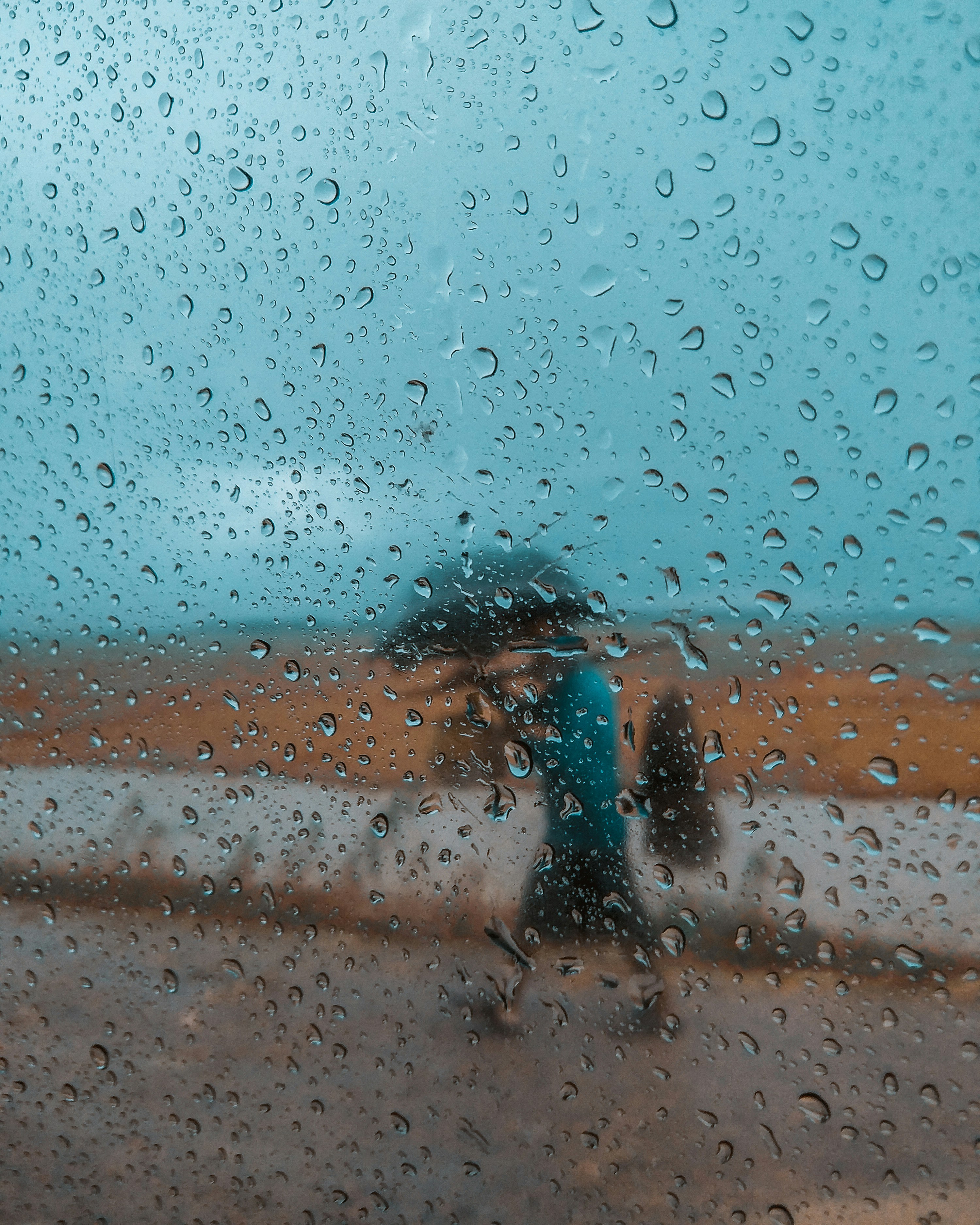 A person walking in the rain with an umbrella photo – Free Animal Image ...