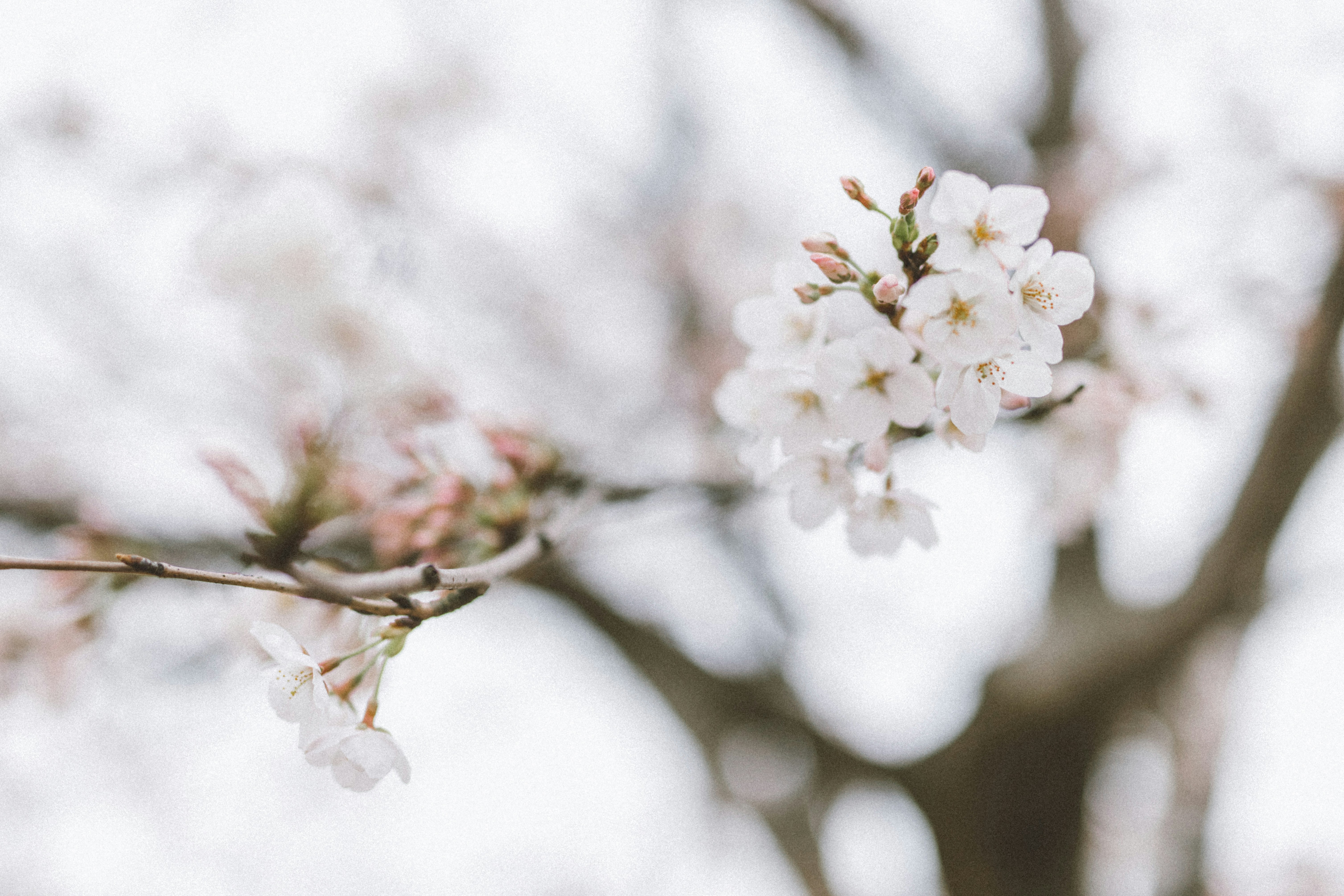 White flower tree photo – Free Grey Image on Unsplash