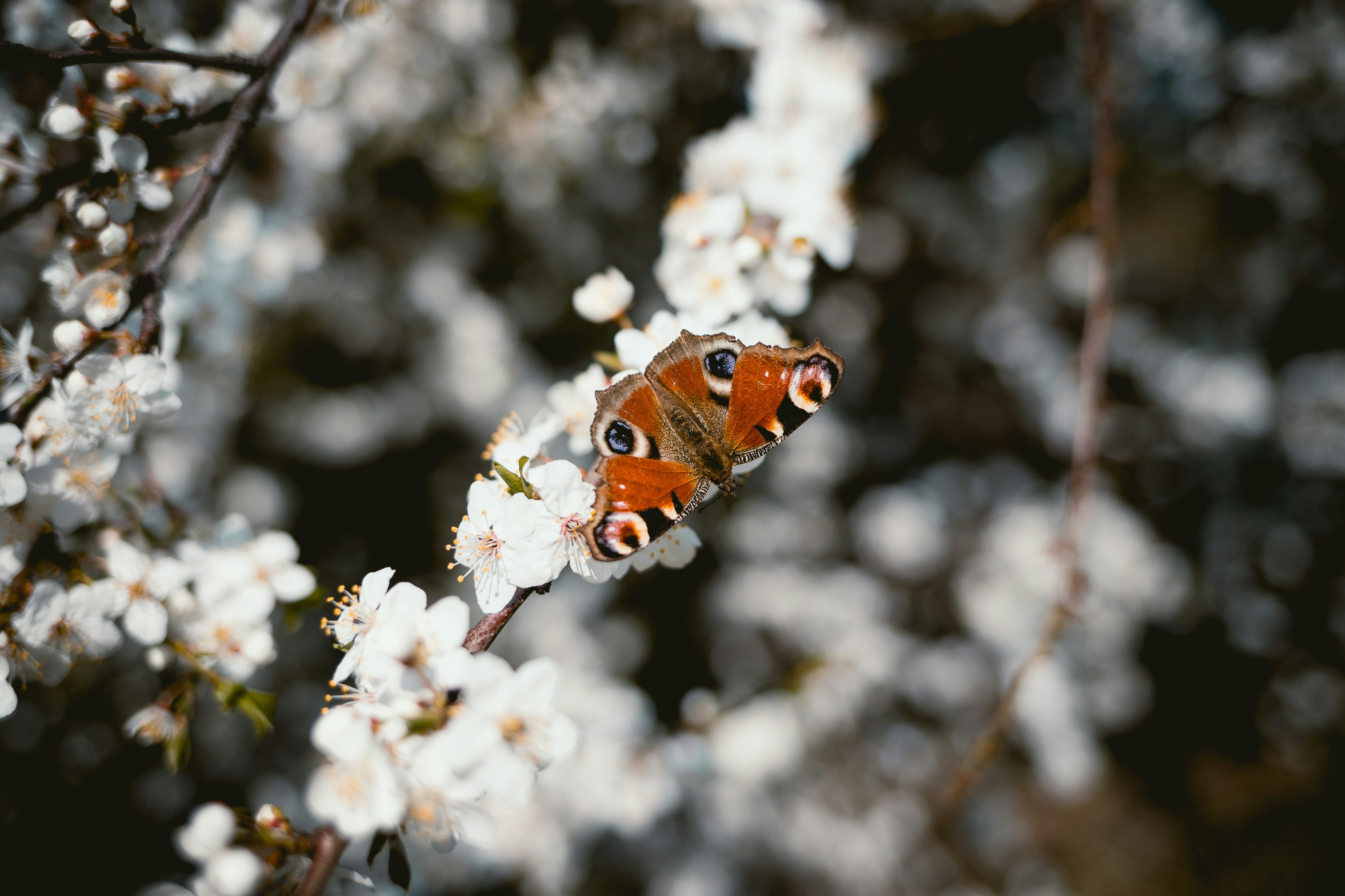 Orange-eyed butterfly on snow-white blossoms in soft spring light