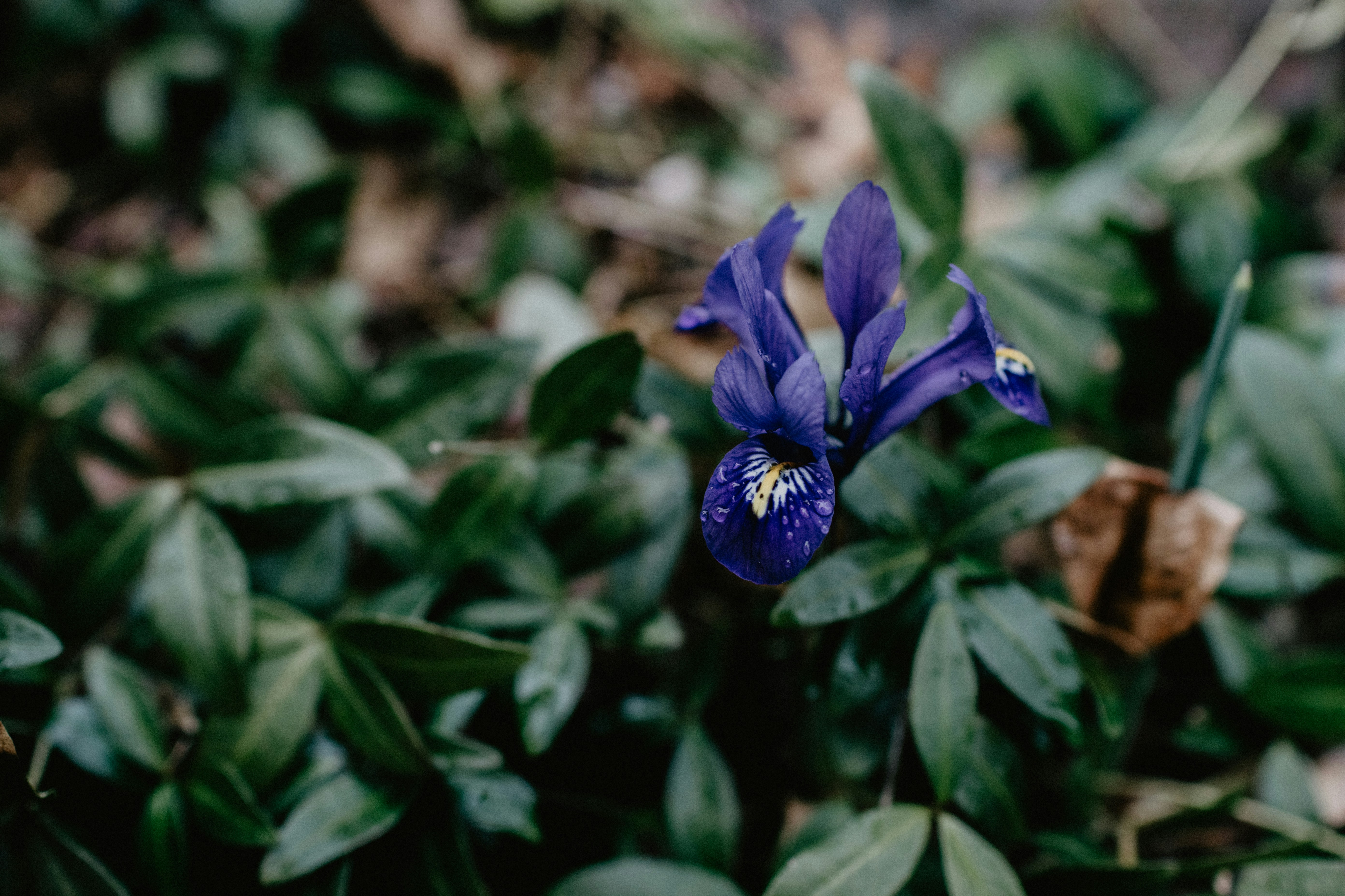 Solitary Violet Iris Framed by Quiet Green Foliage