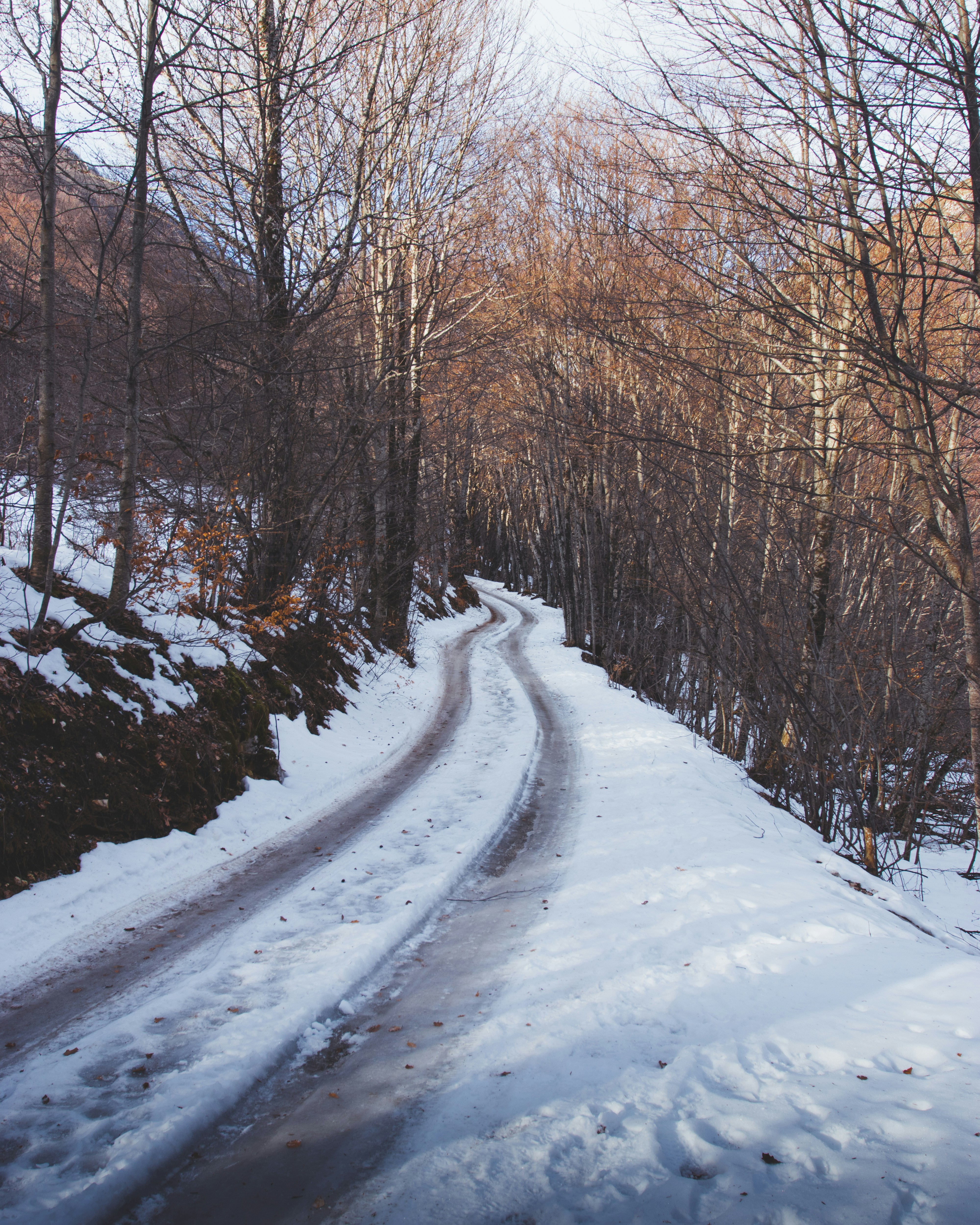 Snowy Forest Road Winding Toward Distant Light