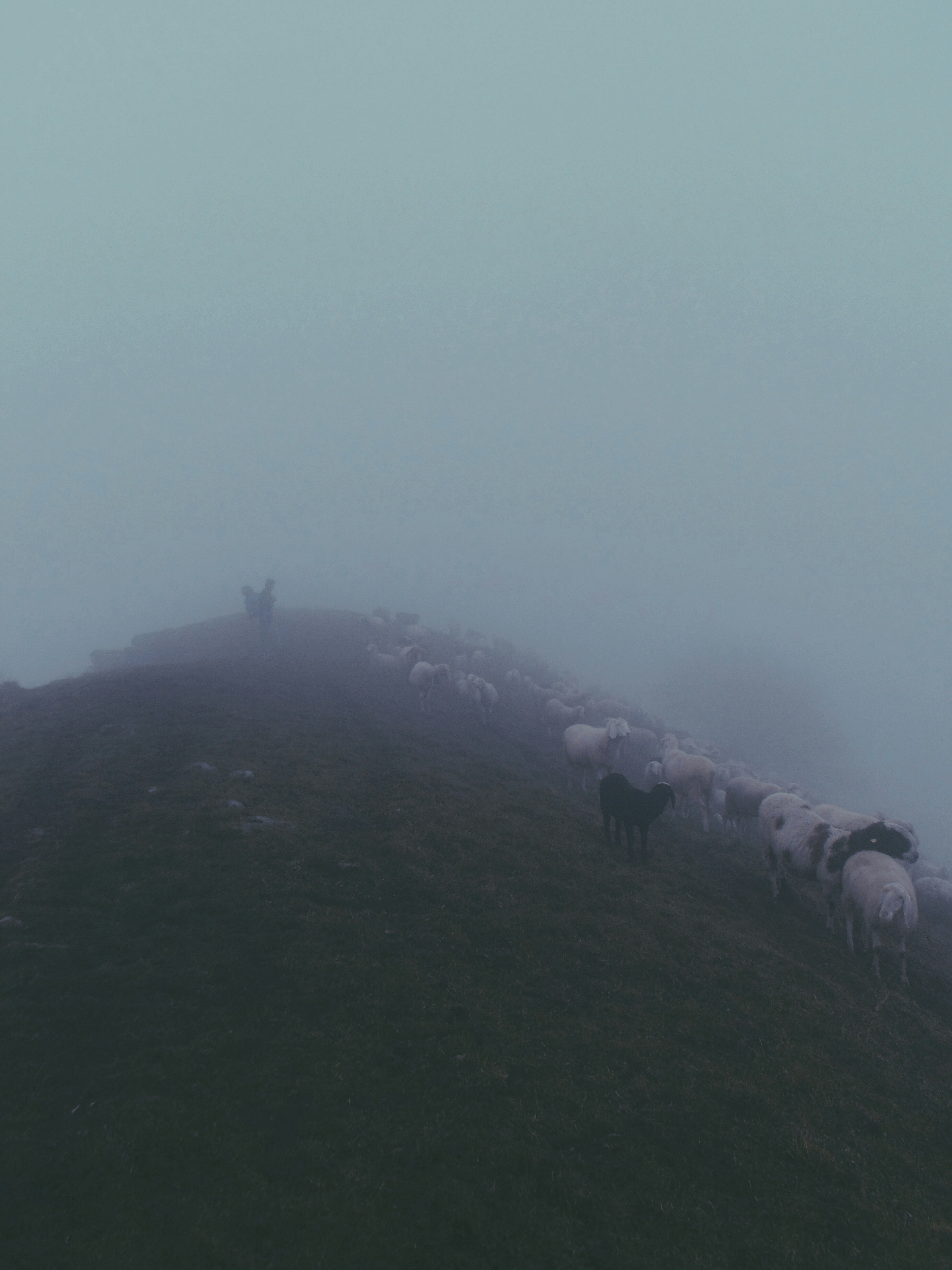 Shepherd guiding a flock of sheep along a fog-covered ridge, creating an ethereal atmosphere. The scene captures the tranquility of rural life amidst the haze.