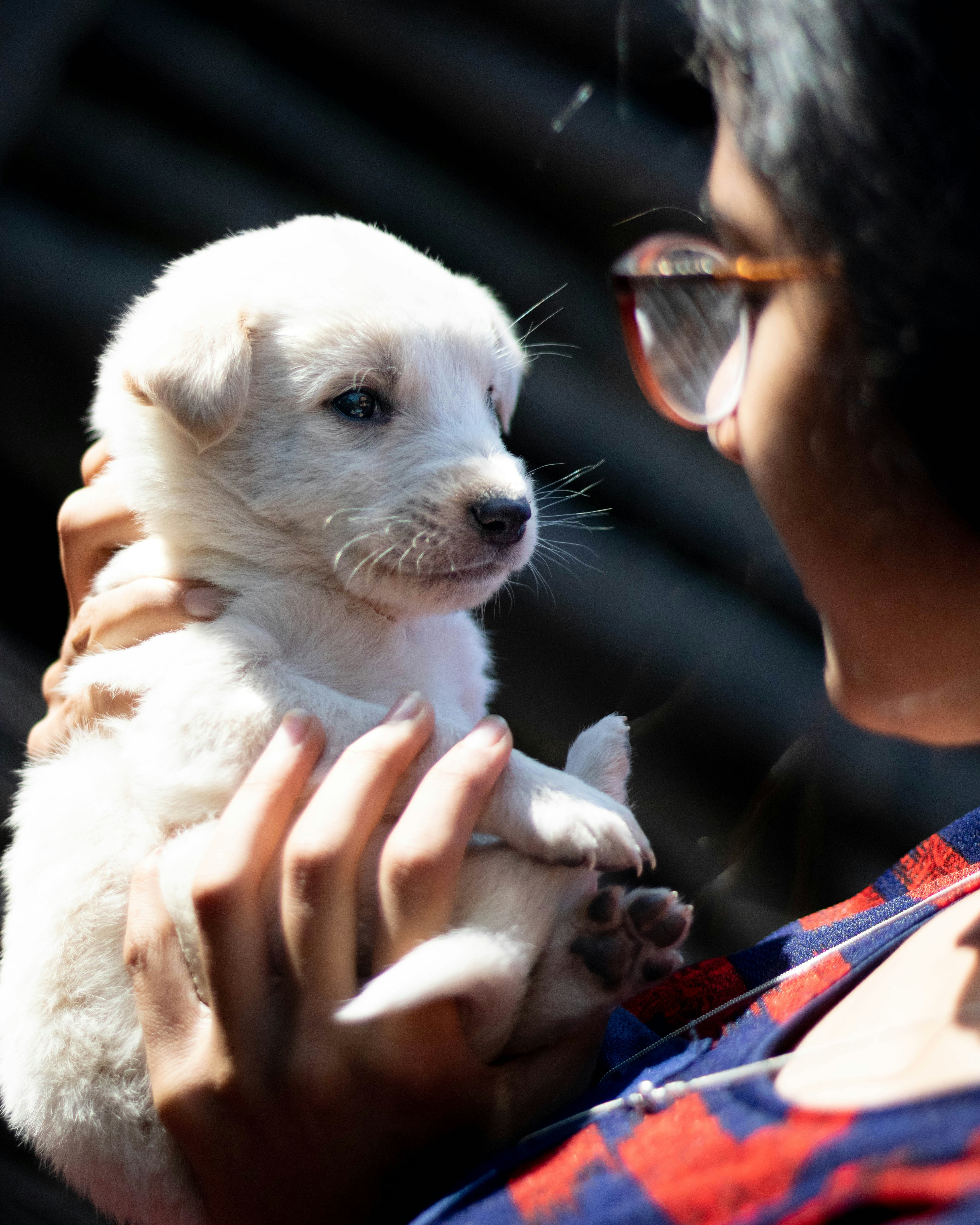 A Tender Moment: A Baby Puppy Meets A Glimmering Gaze