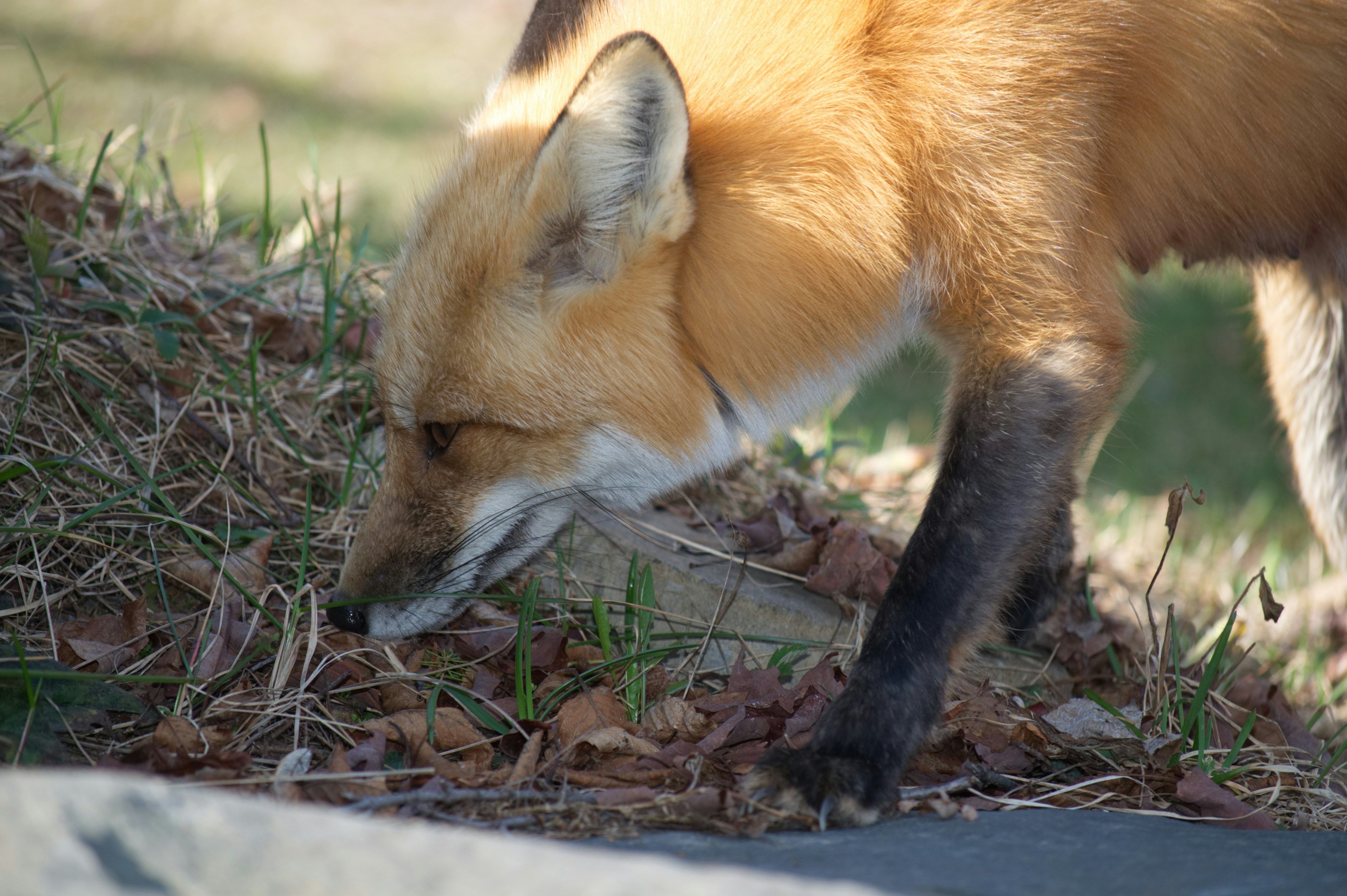 12 Fox Adaptations That Help Them Survive Anywhere - Animals Around The ...