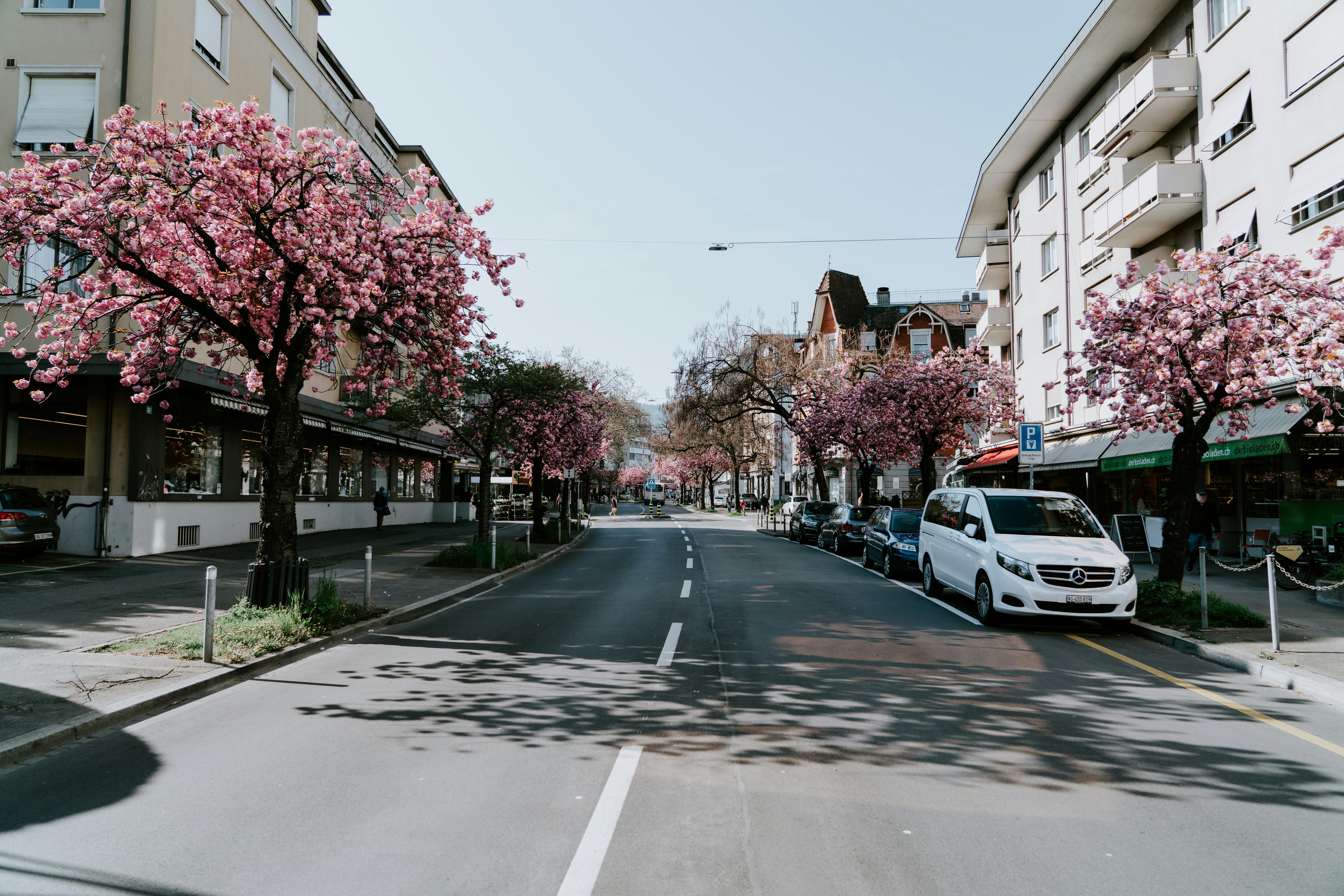 Cherry blossom trees lining a quiet street, creating a picturesque spring scene with soft pink hues and a calm atmosphere.