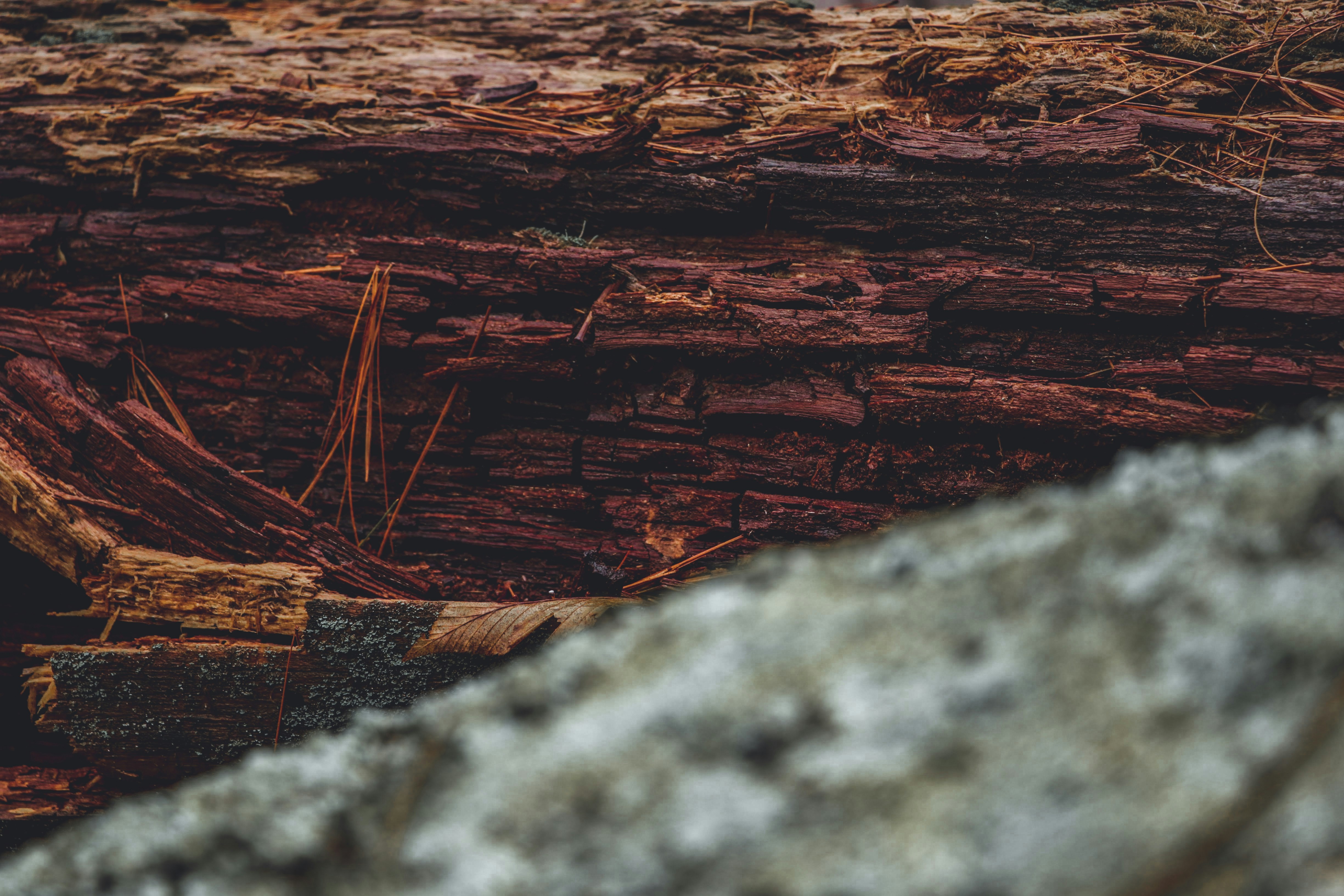 Close-up view of weathered wood and stone, highlighting intricate natural patterns and textures.