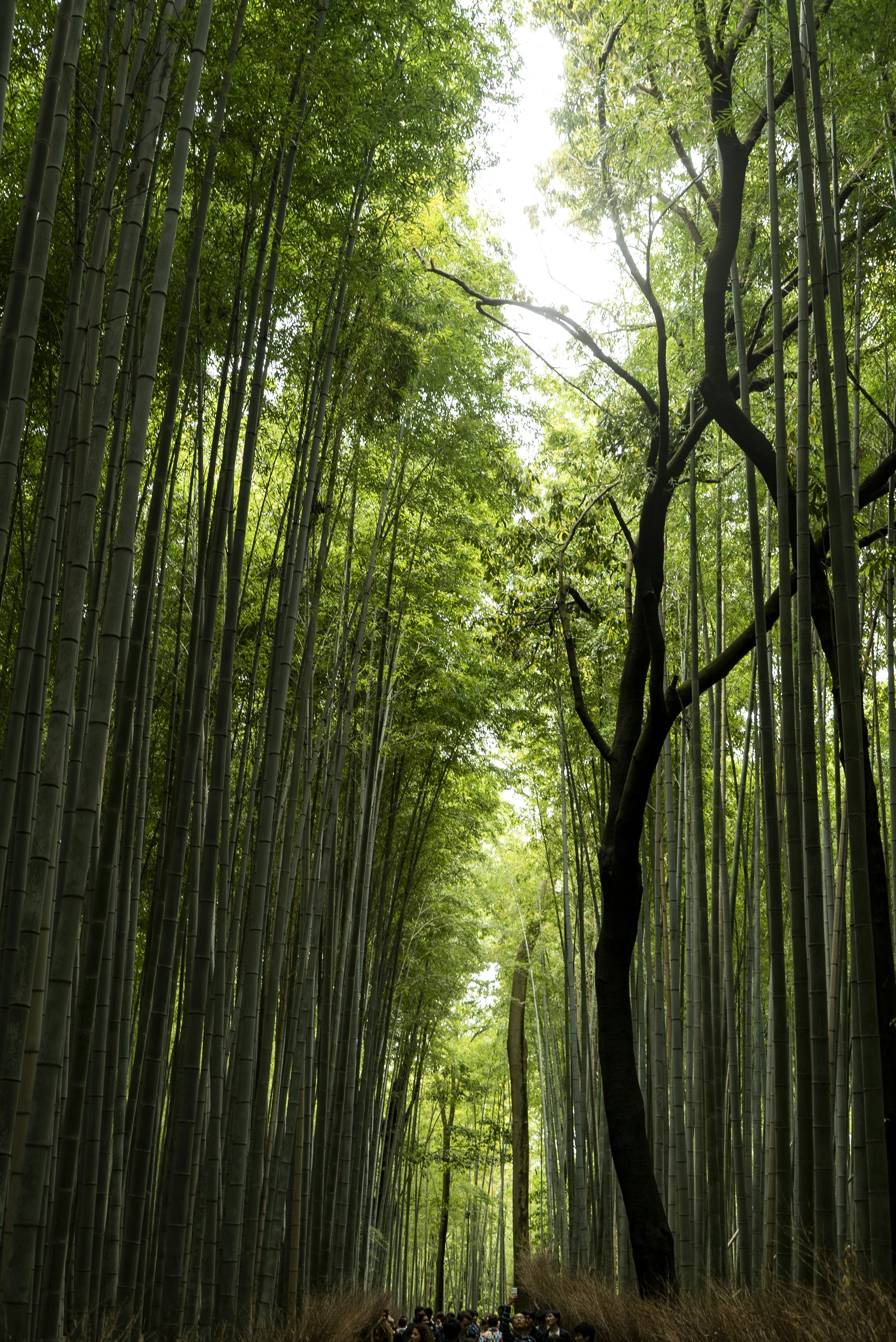 Tall bamboo stalks create a serene pathway under a canopy of vibrant green leaves, inviting exploration and tranquility.