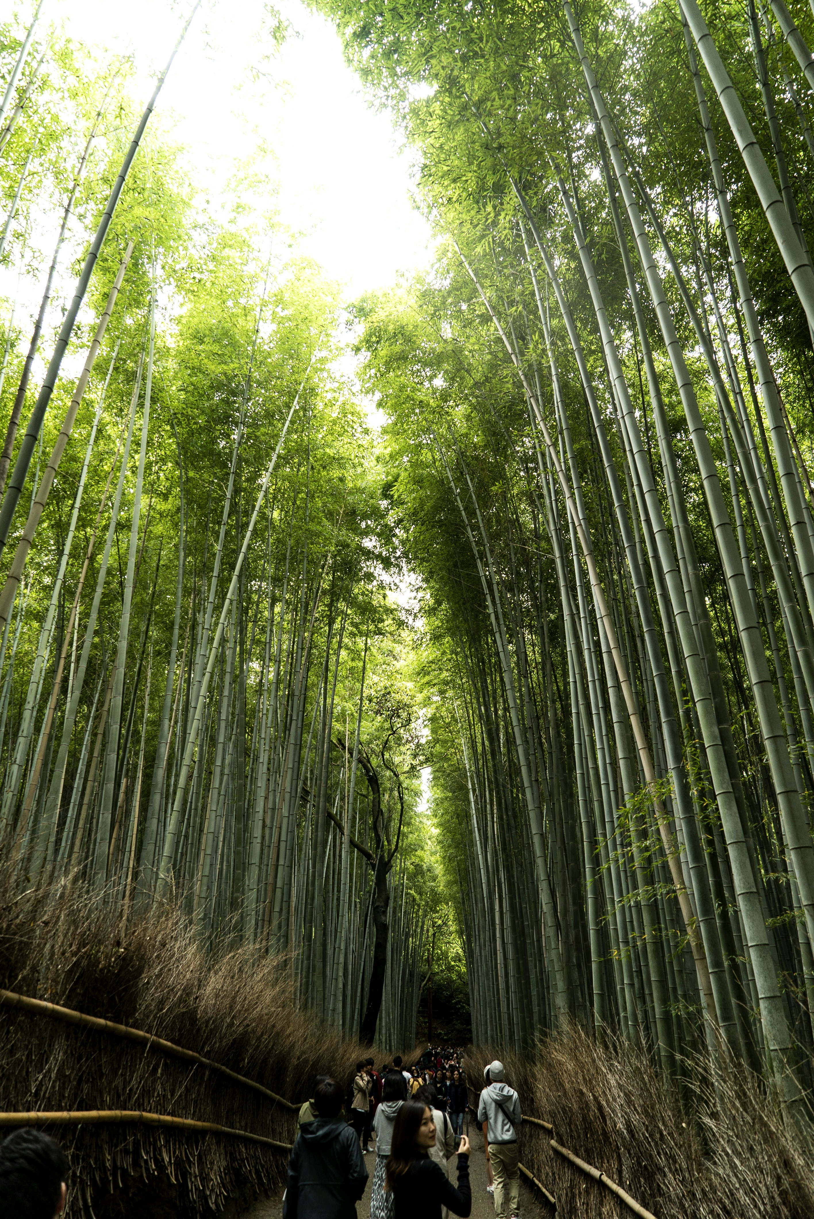 Visitors meandering through a lush bamboo forest, surrounded by towering green stalks and soft light filtering through the canopy.