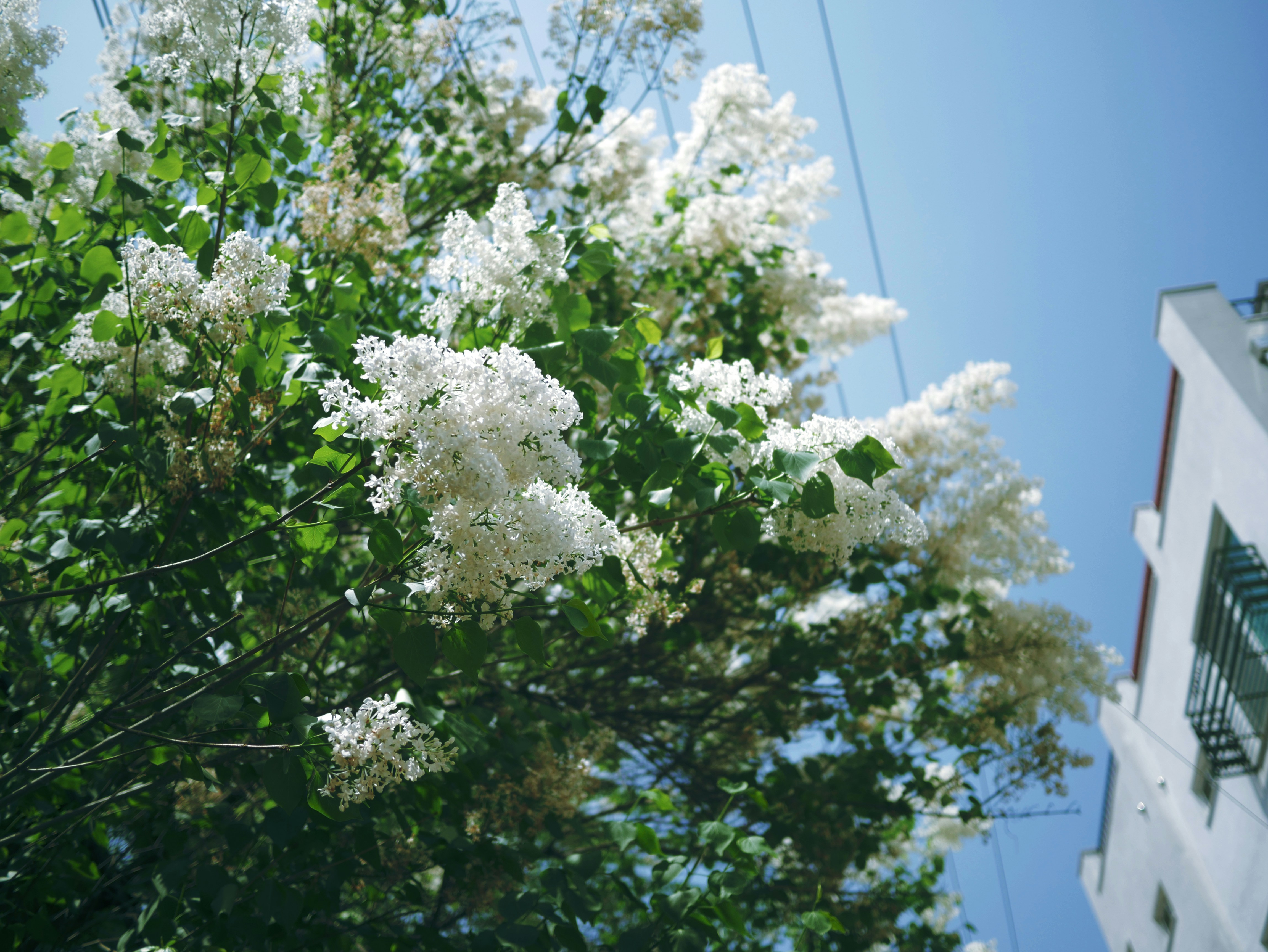White Lace Blossoms Framing a Blue Sky Over an Urban Edge