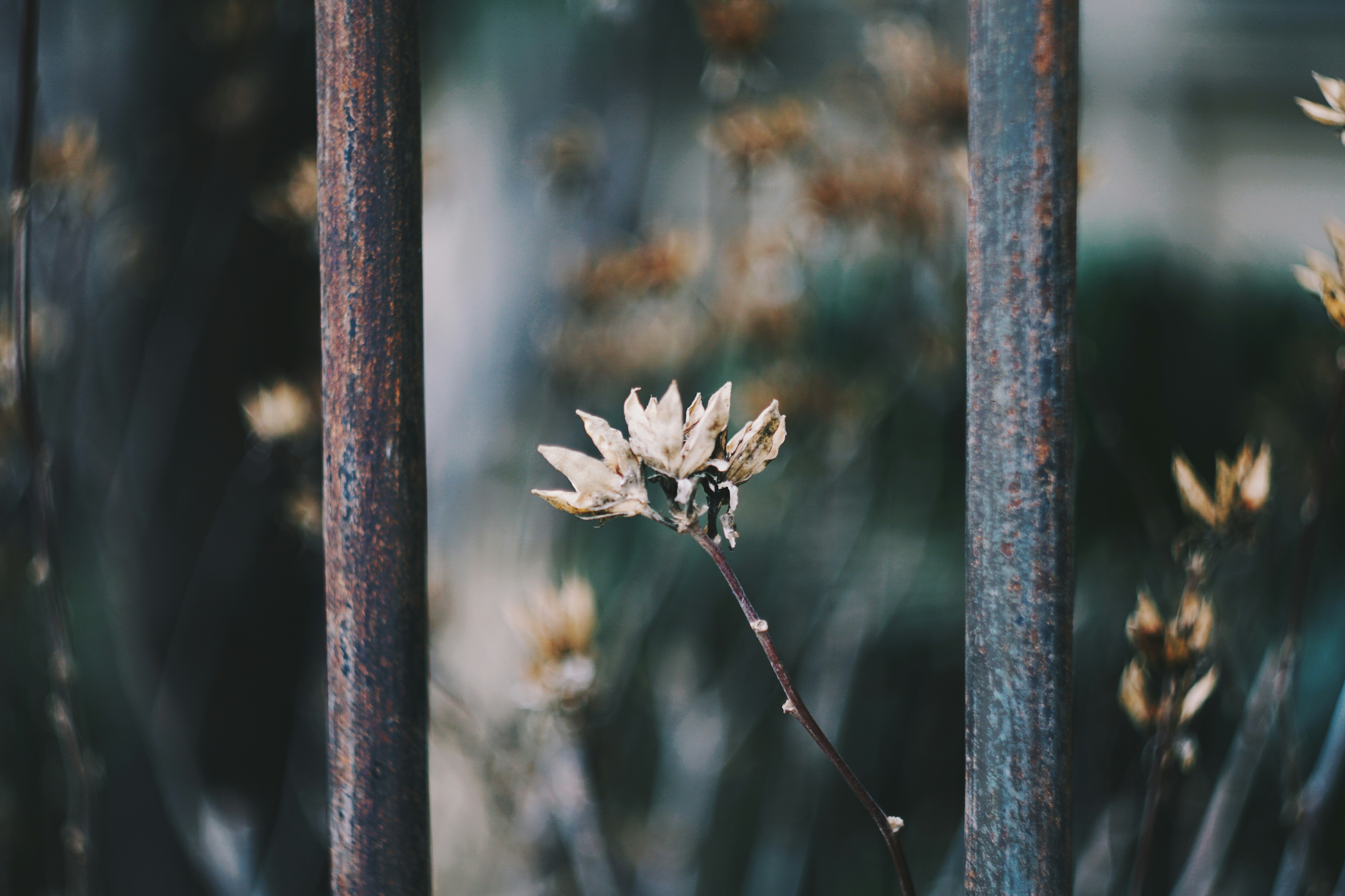 Between Rusted Bars, a Delicate Bloom Holds Its Ground