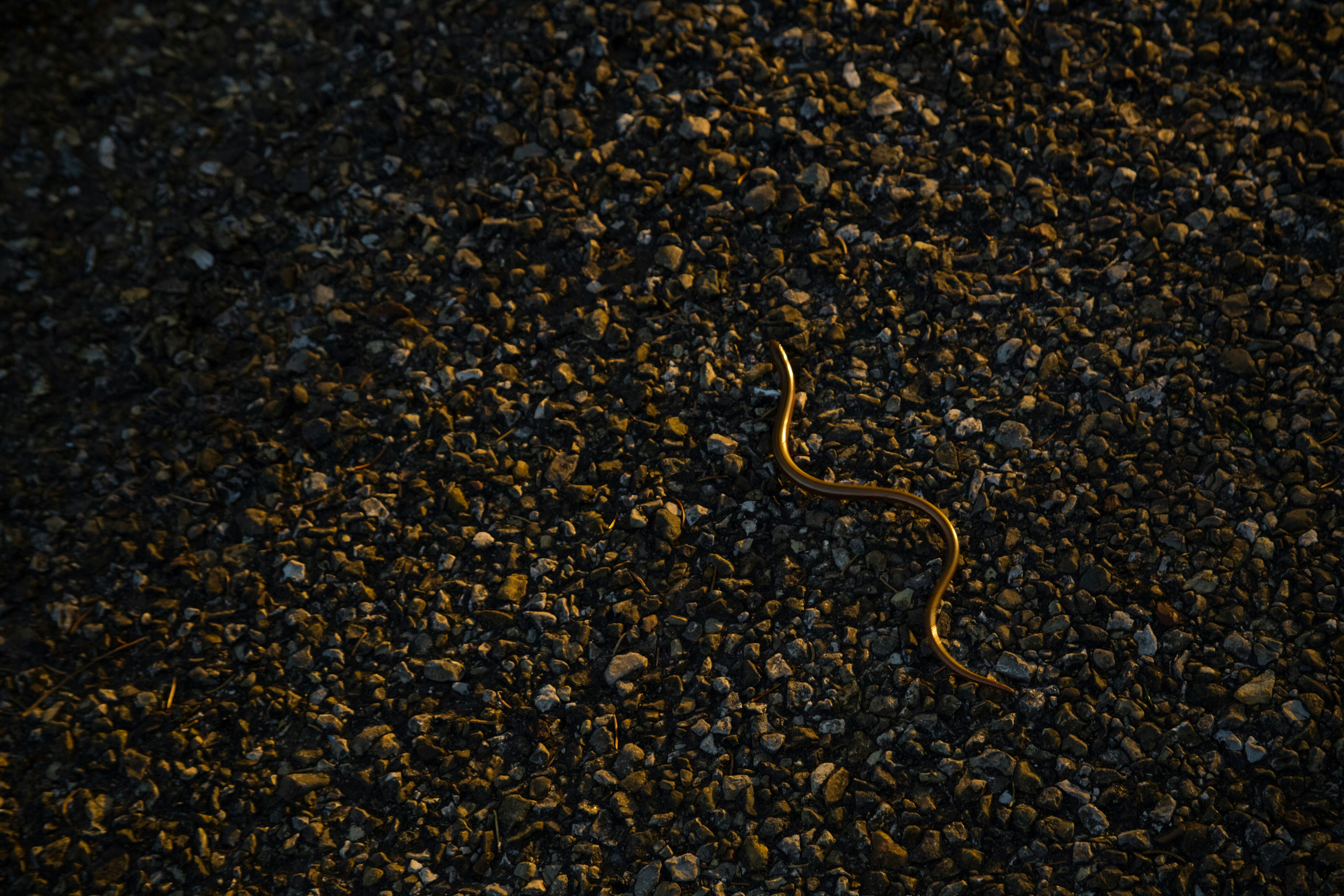 A slender snake gliding over a textured gravel surface, illuminated by soft evening light.