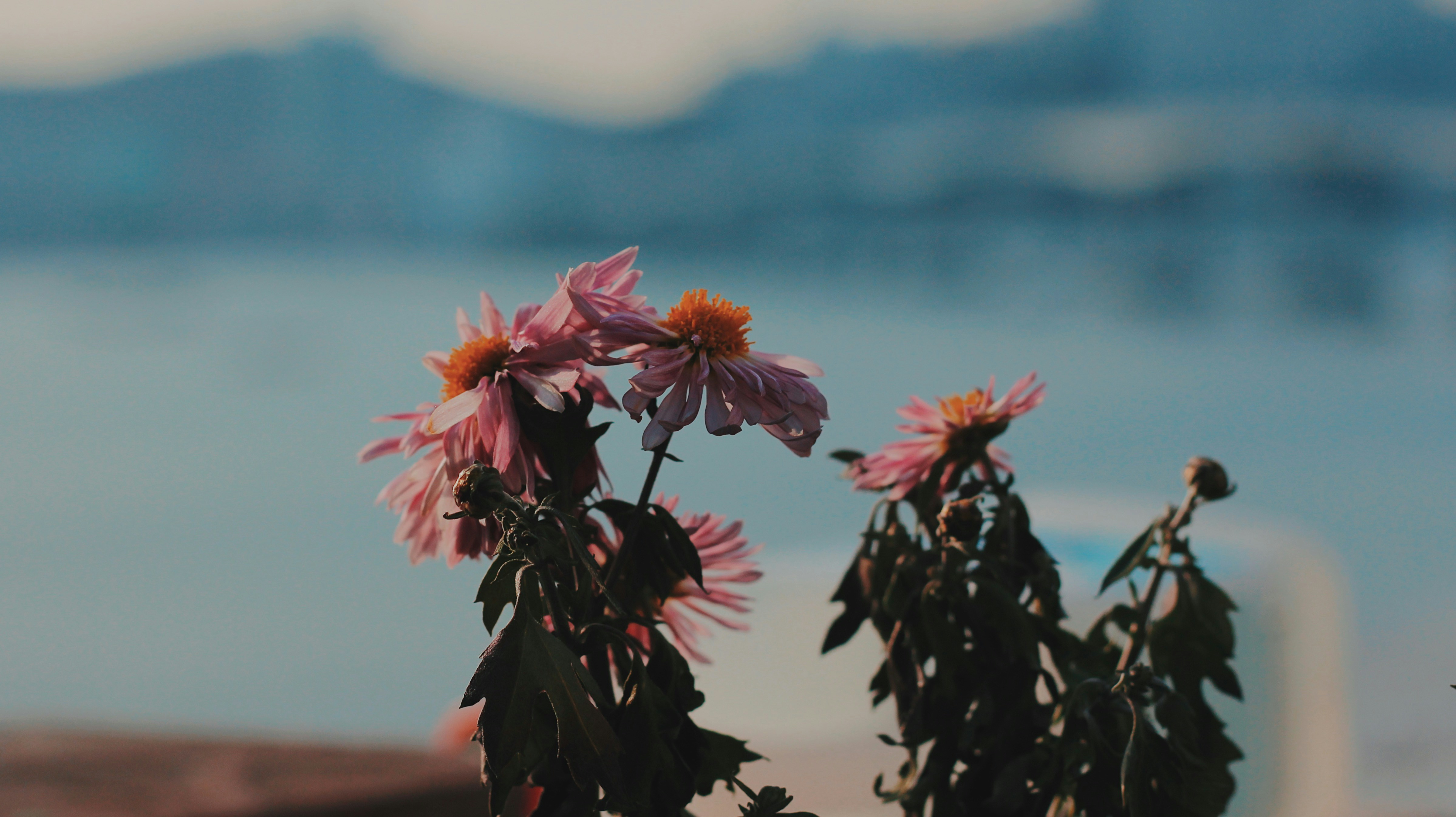 Floral Beacon by a tranquil shoreline