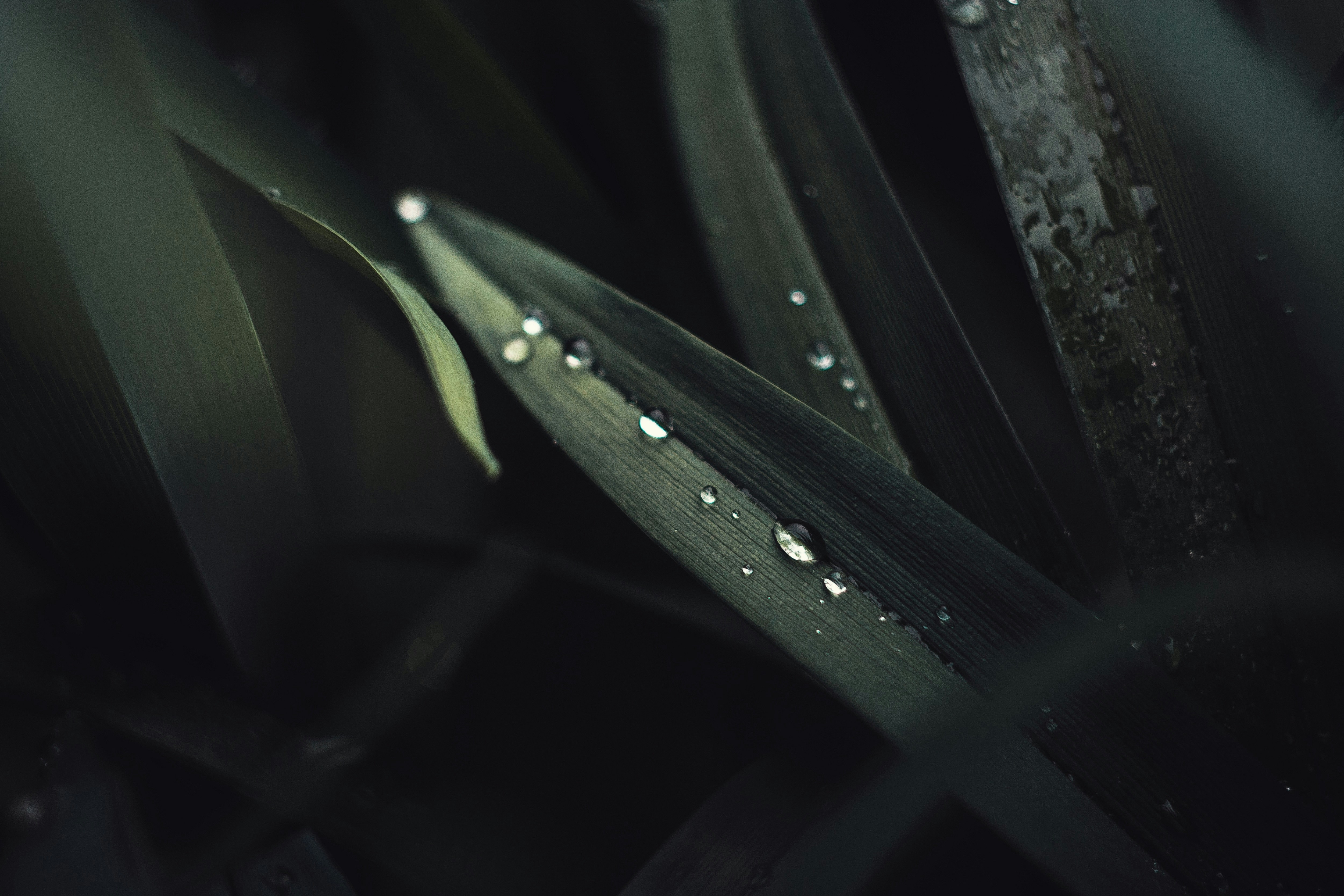 Close-up of dew droplets resting on dark green leaves, showcasing the intricate textures and shades of plant life.
