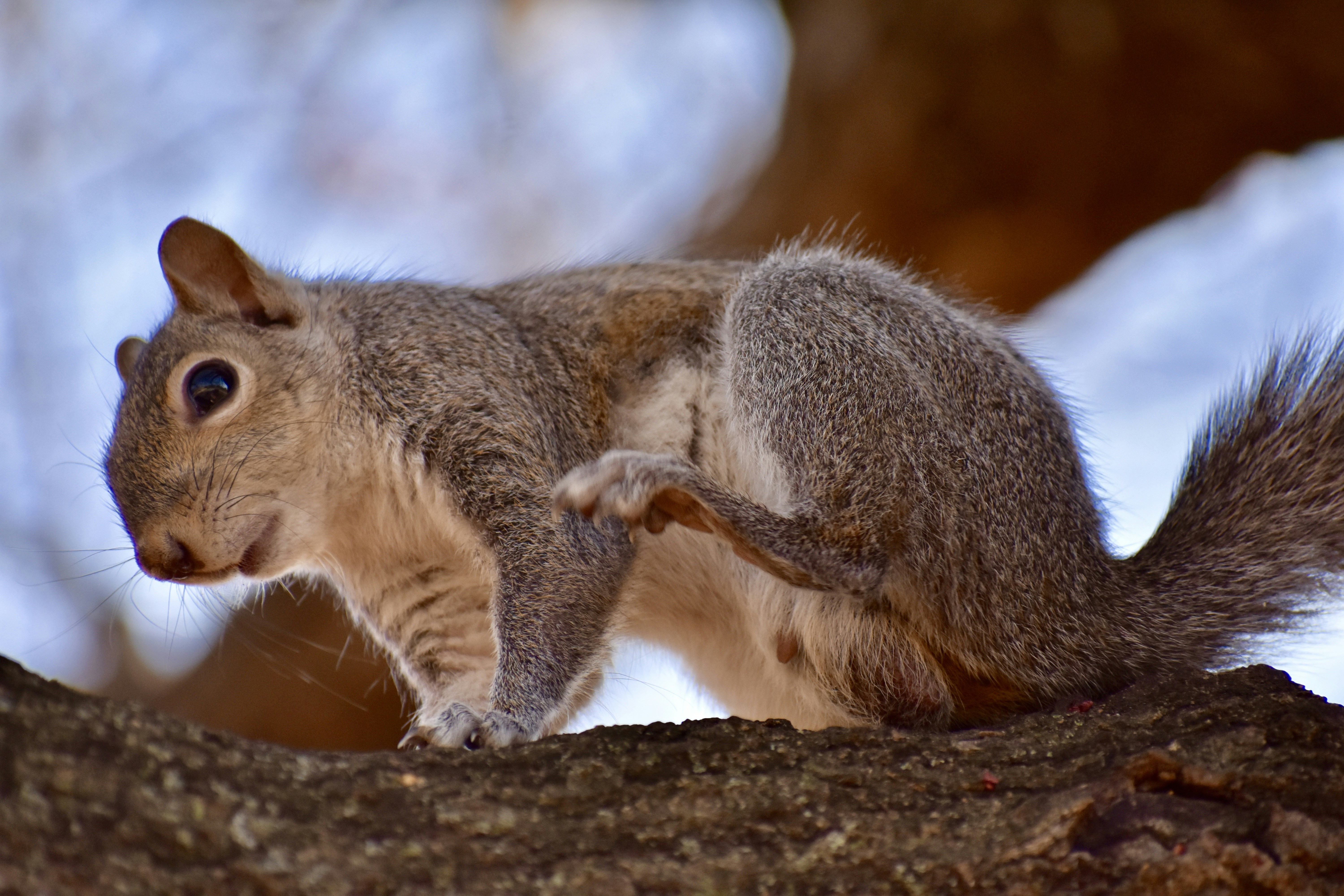 A gray squirrel perched on a tree branch, caught in a moment of curiosity while grooming itself.