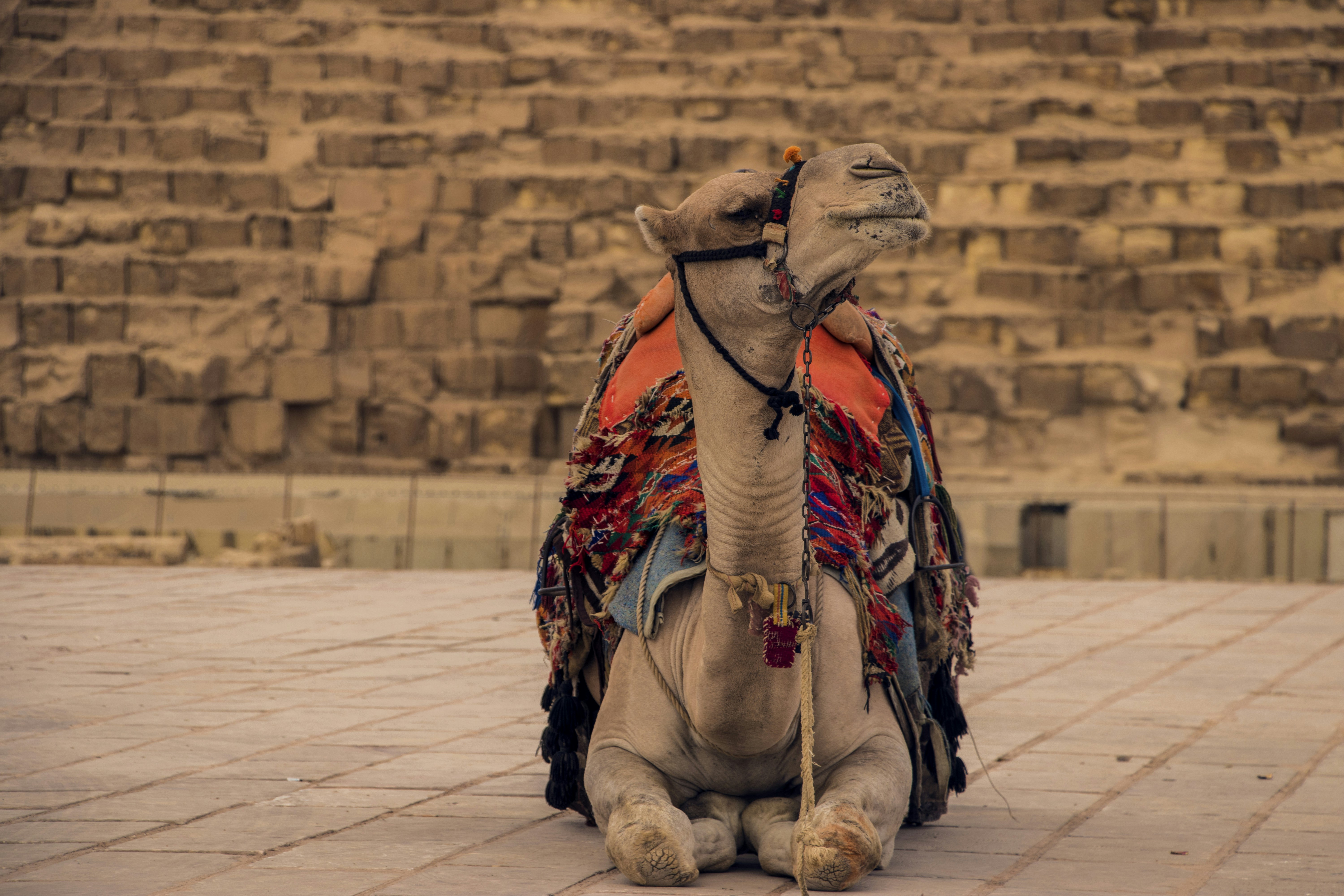 Color-Wrapped Camel Resting Before Time-Worn Steps