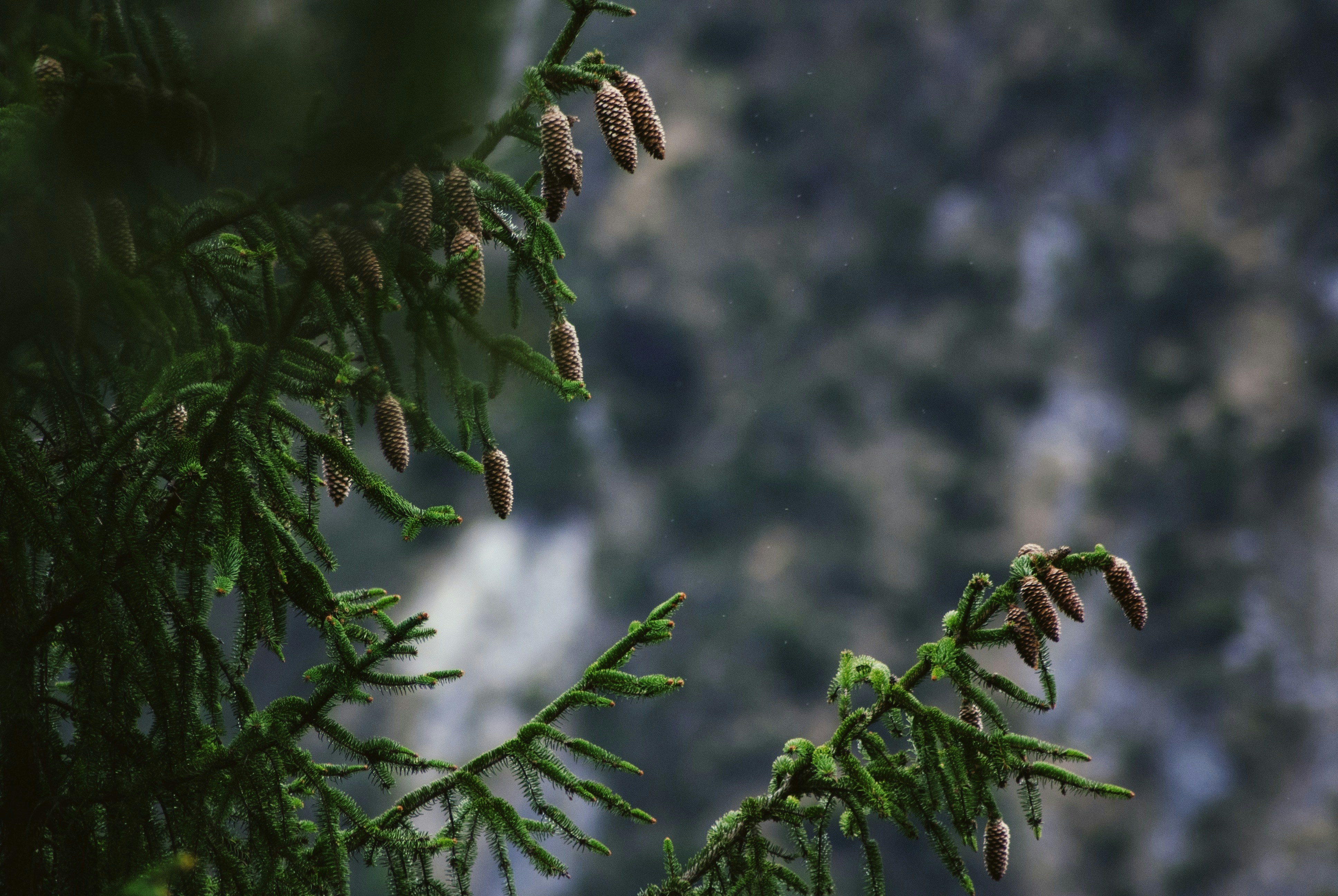 Close-up view of pine cones hanging from a branch, set against a softly blurred mountainous backdrop.