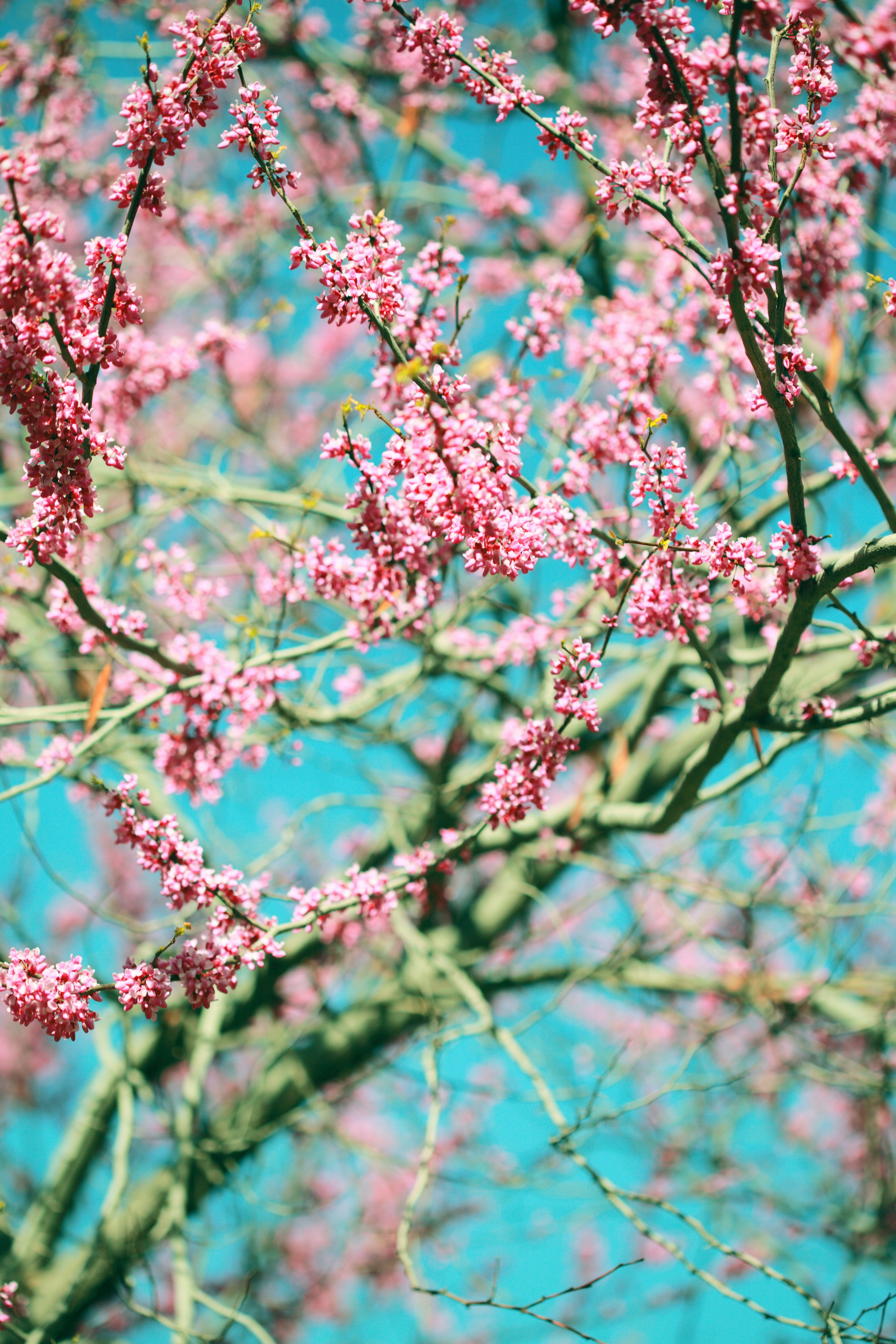 Cerulean Sky Framed by Pink Spring Blossoms