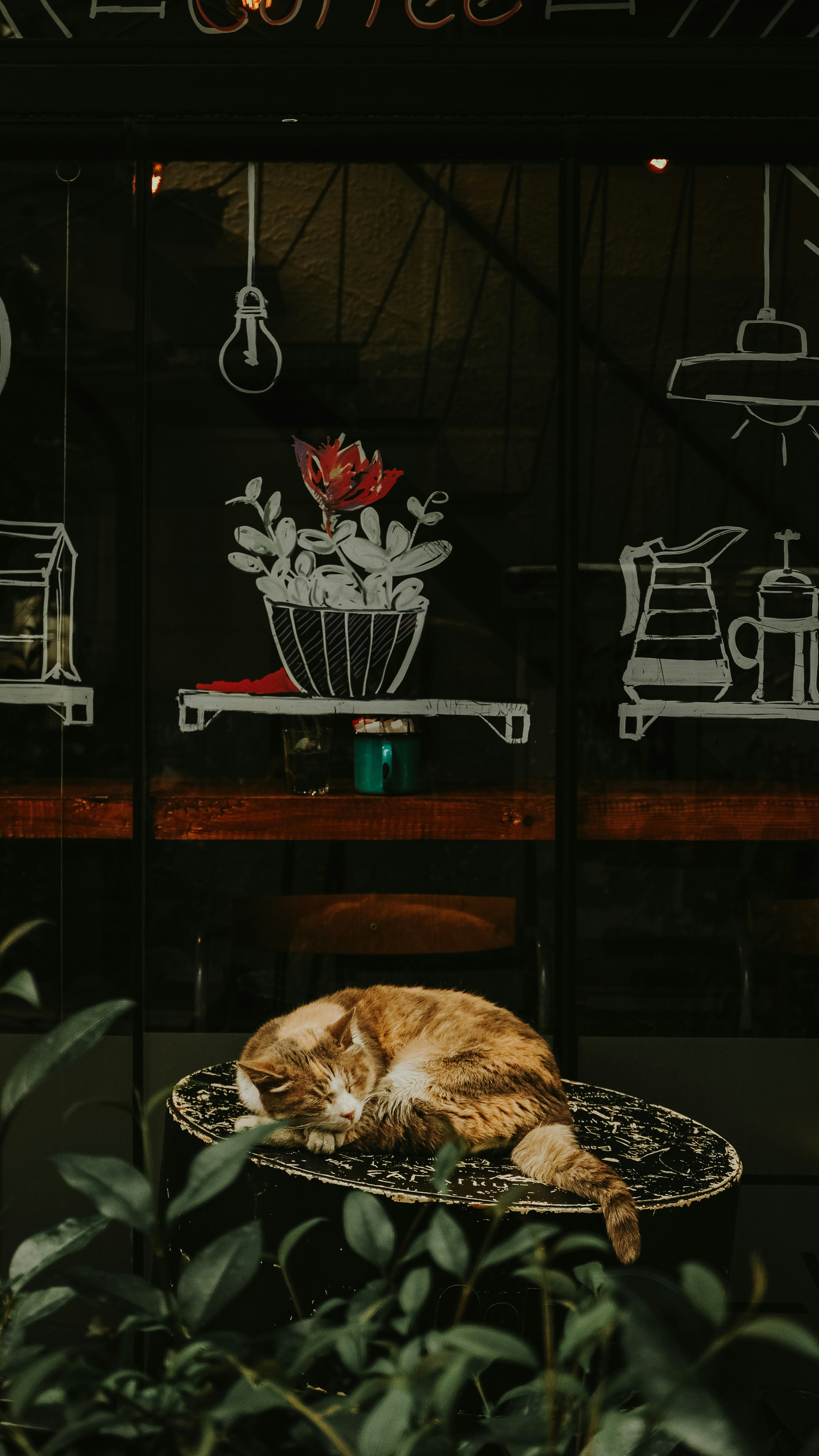 Orange Cat photo shot on Fujifilm X-T2