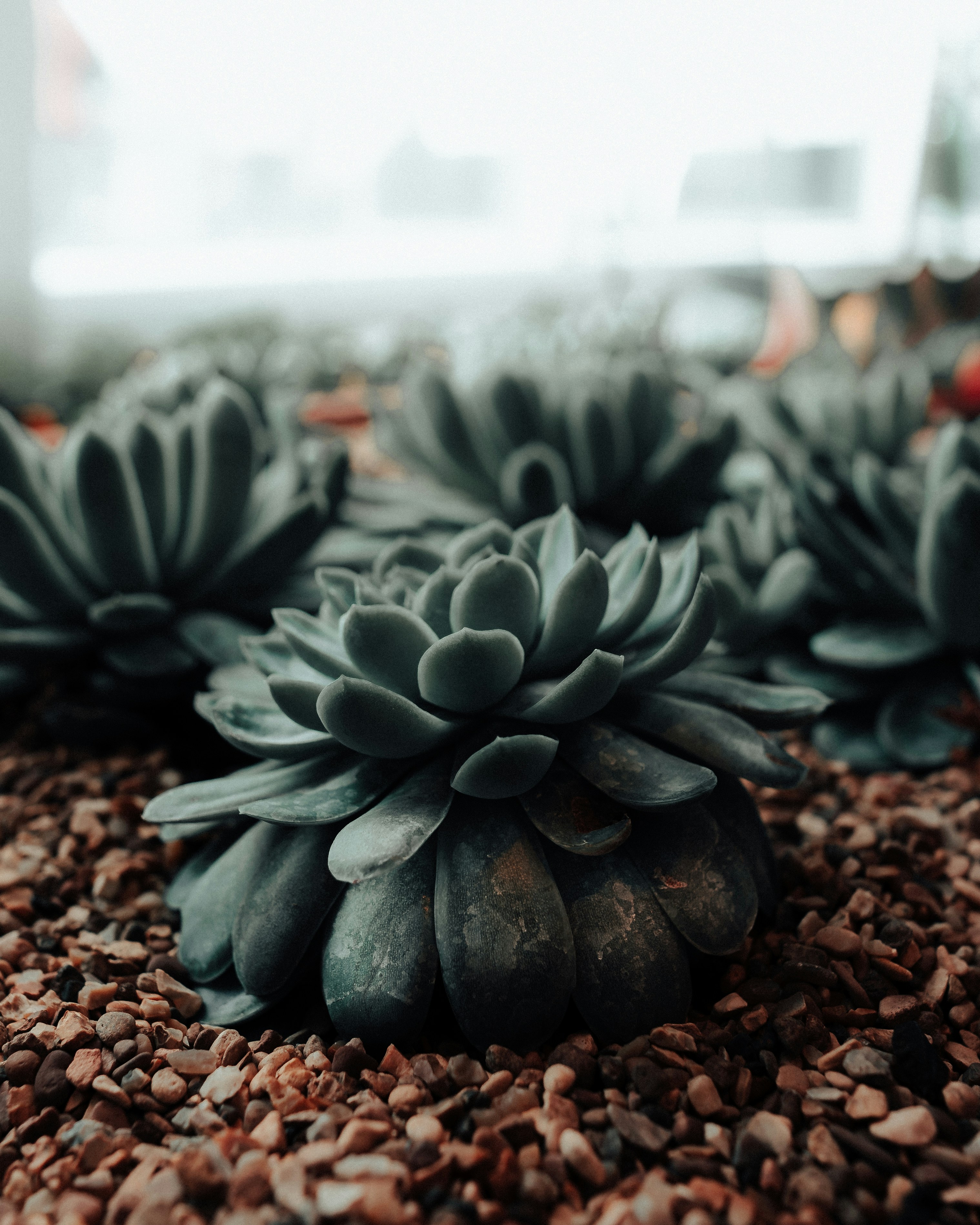 Centerpiece Succulent in a Pebble Bed with Blurred Window Backdrop