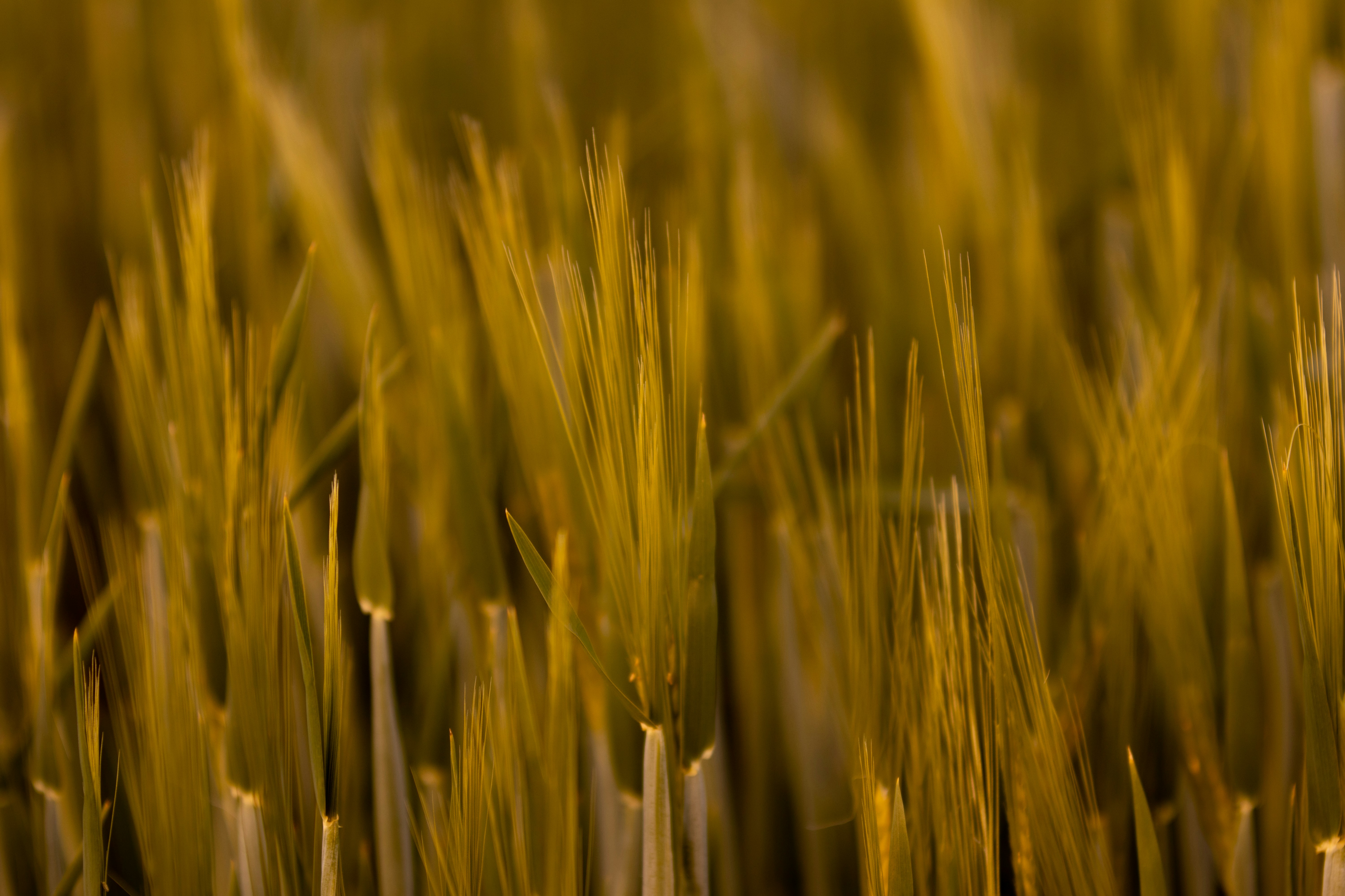 Golden Tapestry of Nature