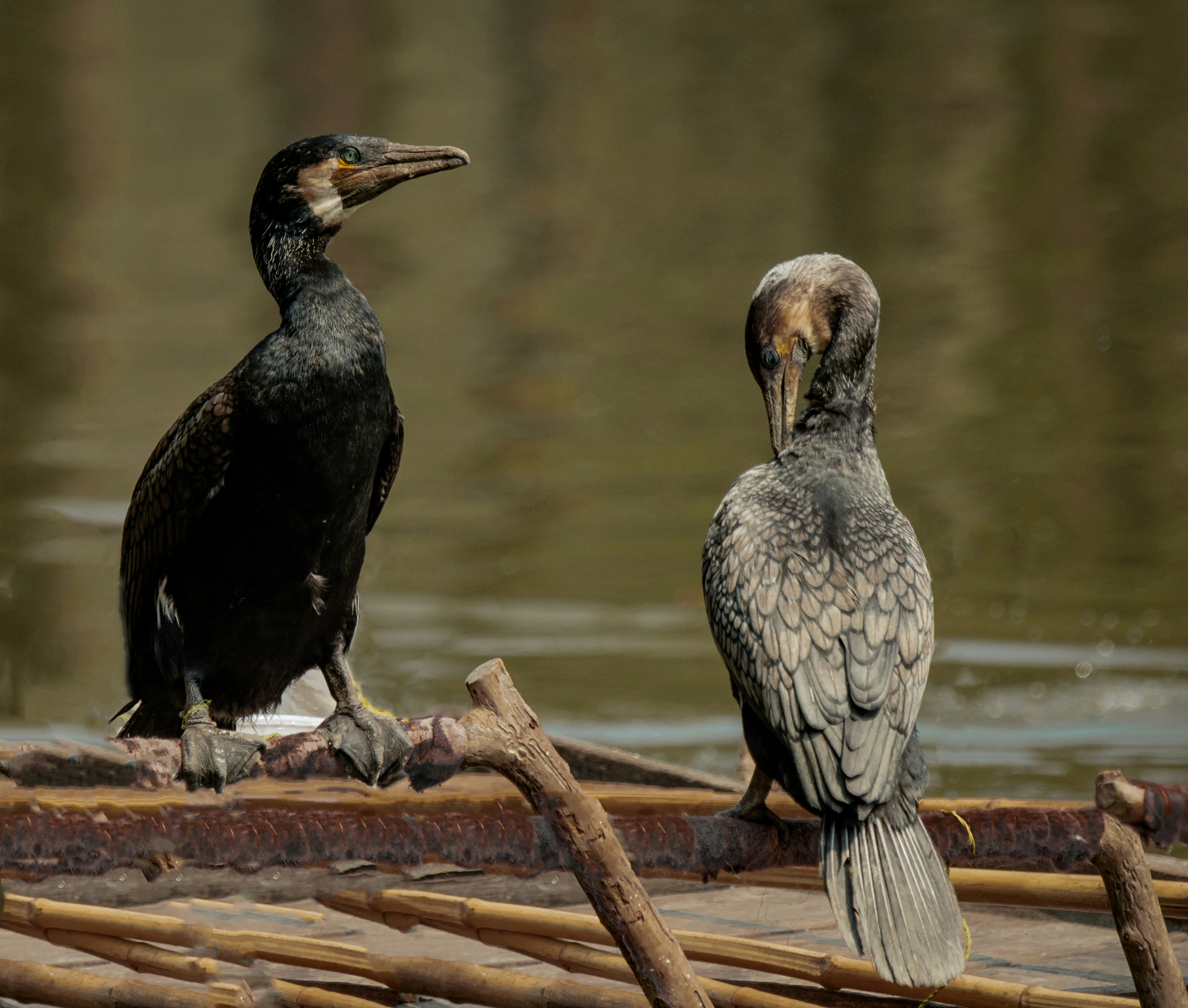 A wary pair on weathered rails by the river