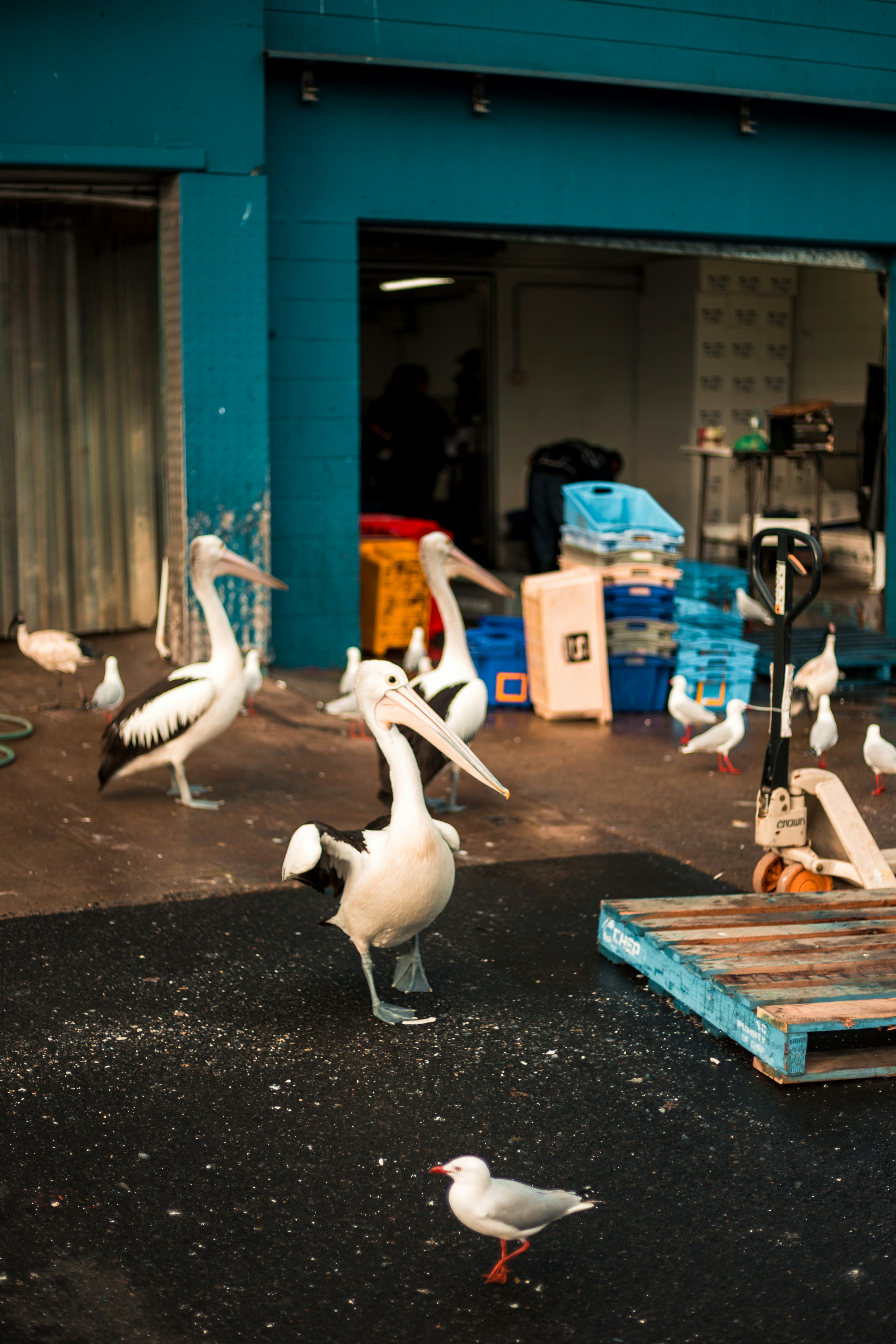 group of pelicans and white birds on ground