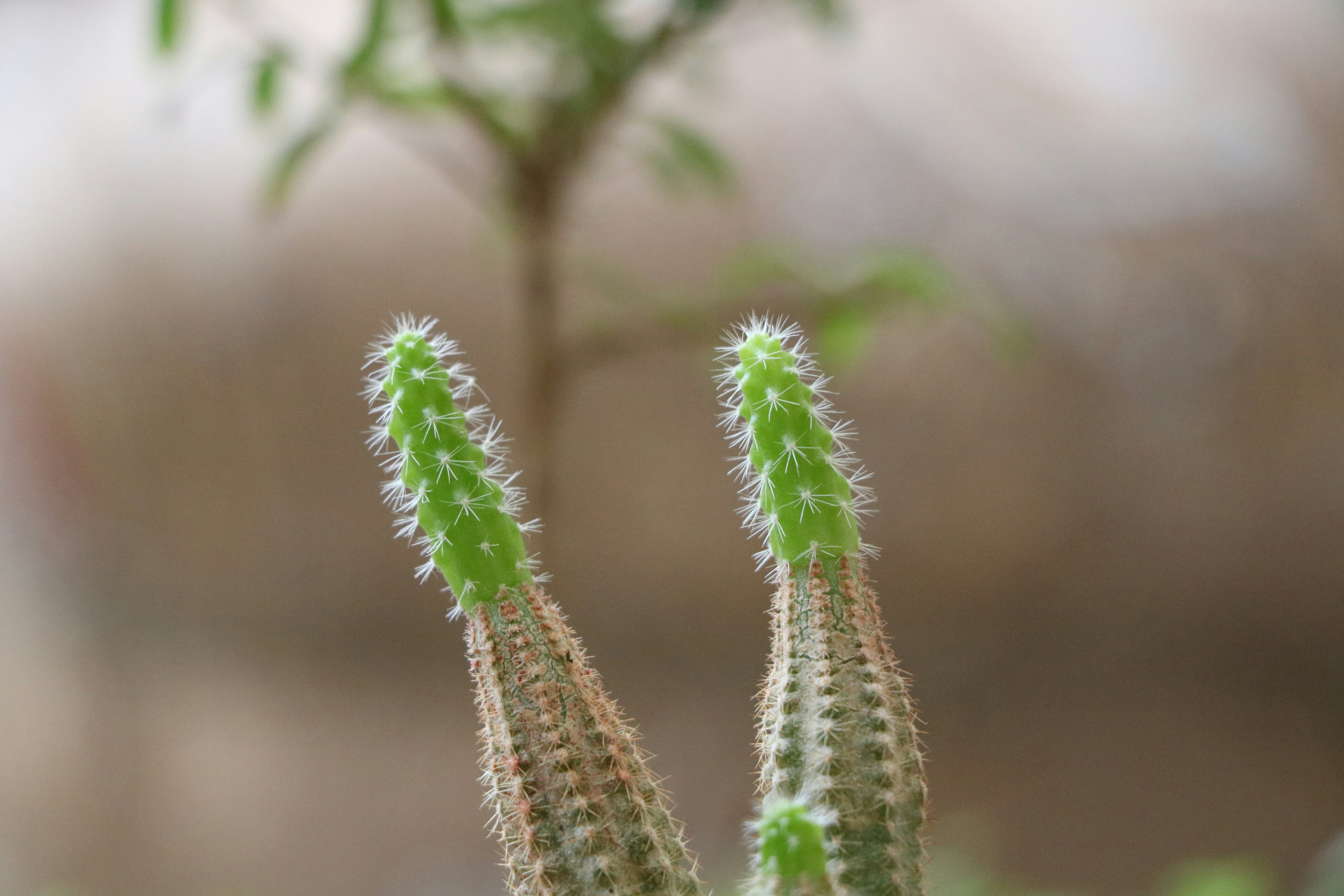 Primed with Spines: A Close-Up of Green Cactus Shoots Rising Above the Frame