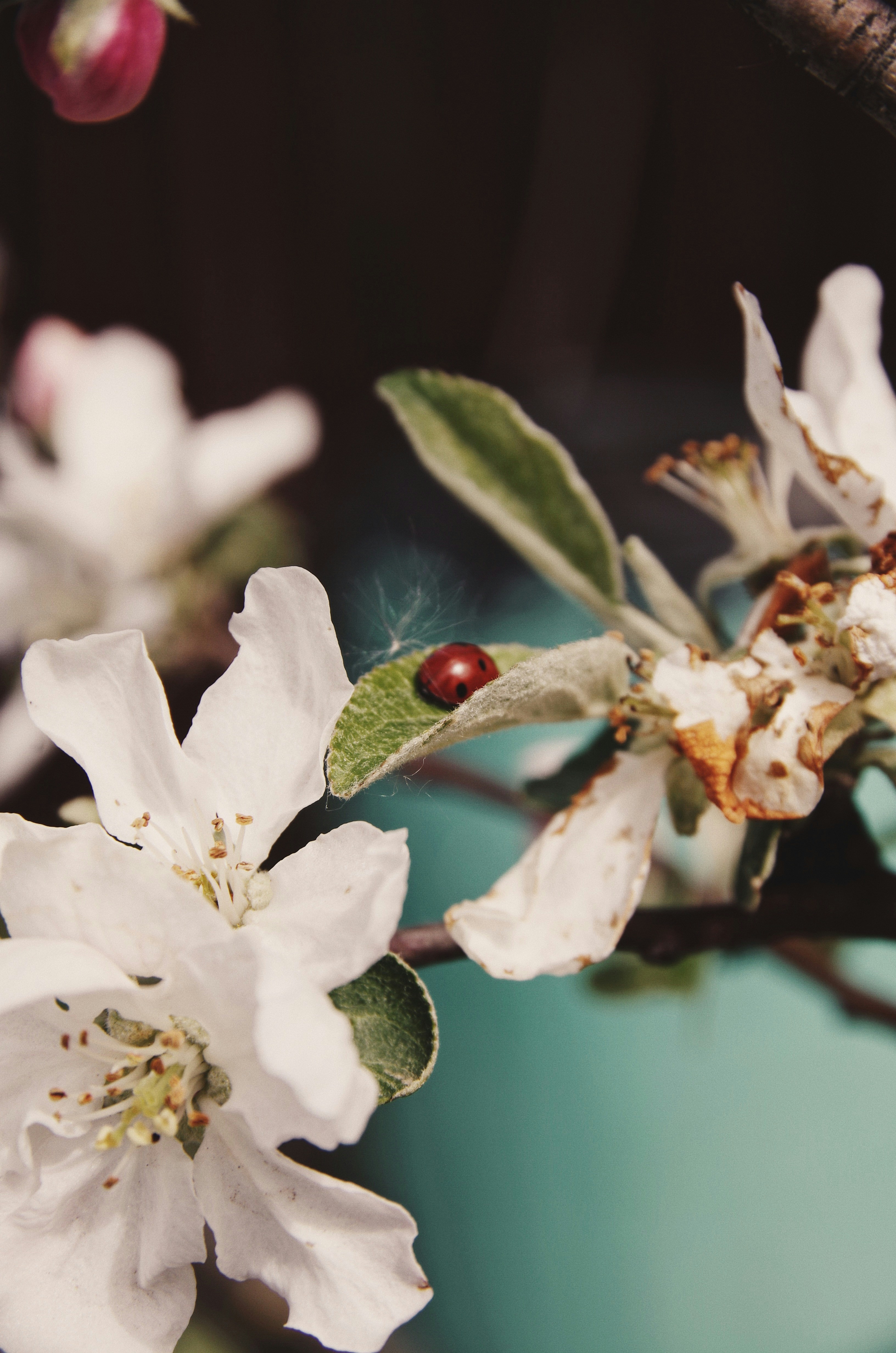 Ladybug on Spring Blossom: A Moment of Quiet Color