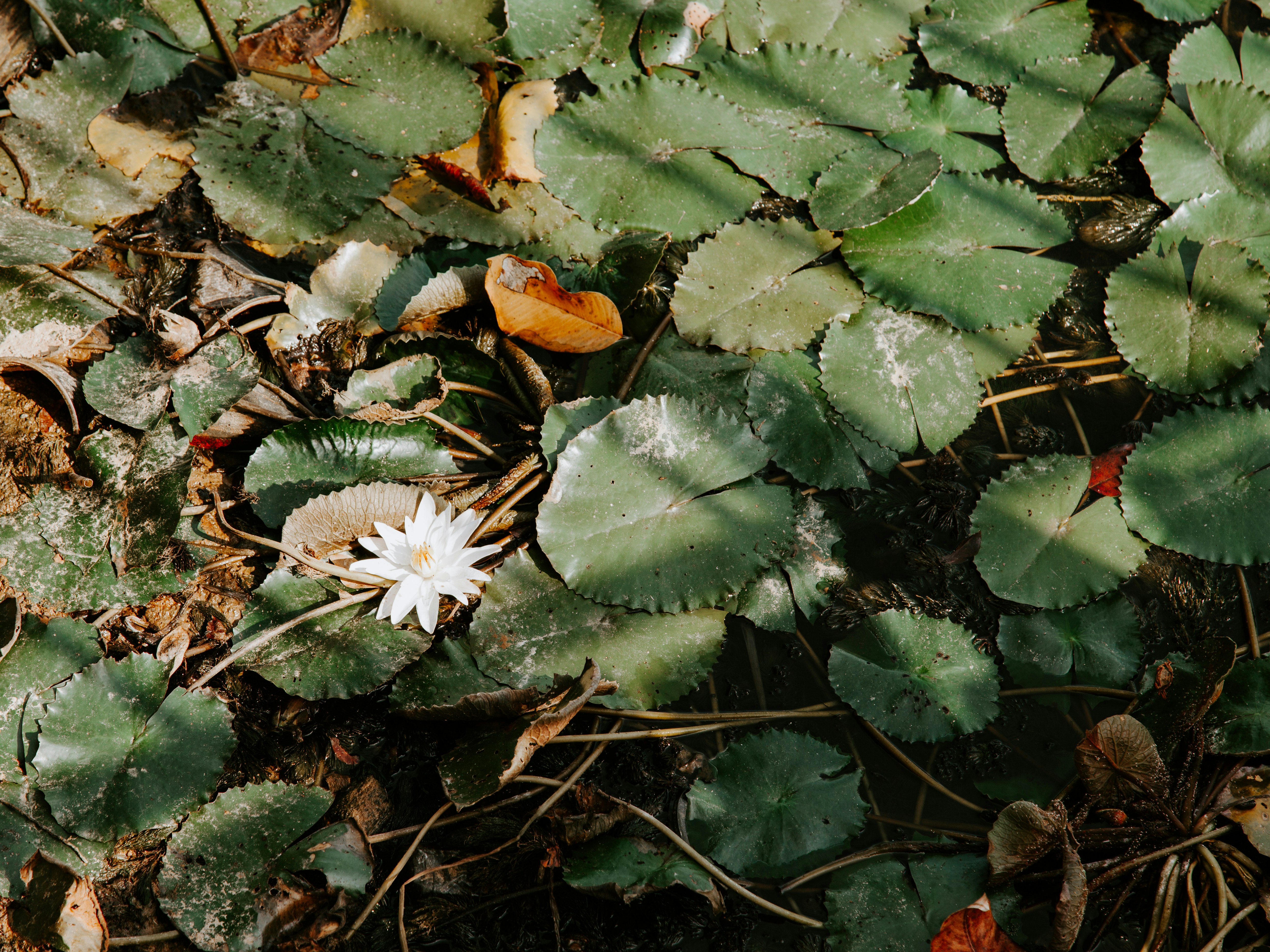 White flower amidst scattered leaves and green foliage on a forest floor.