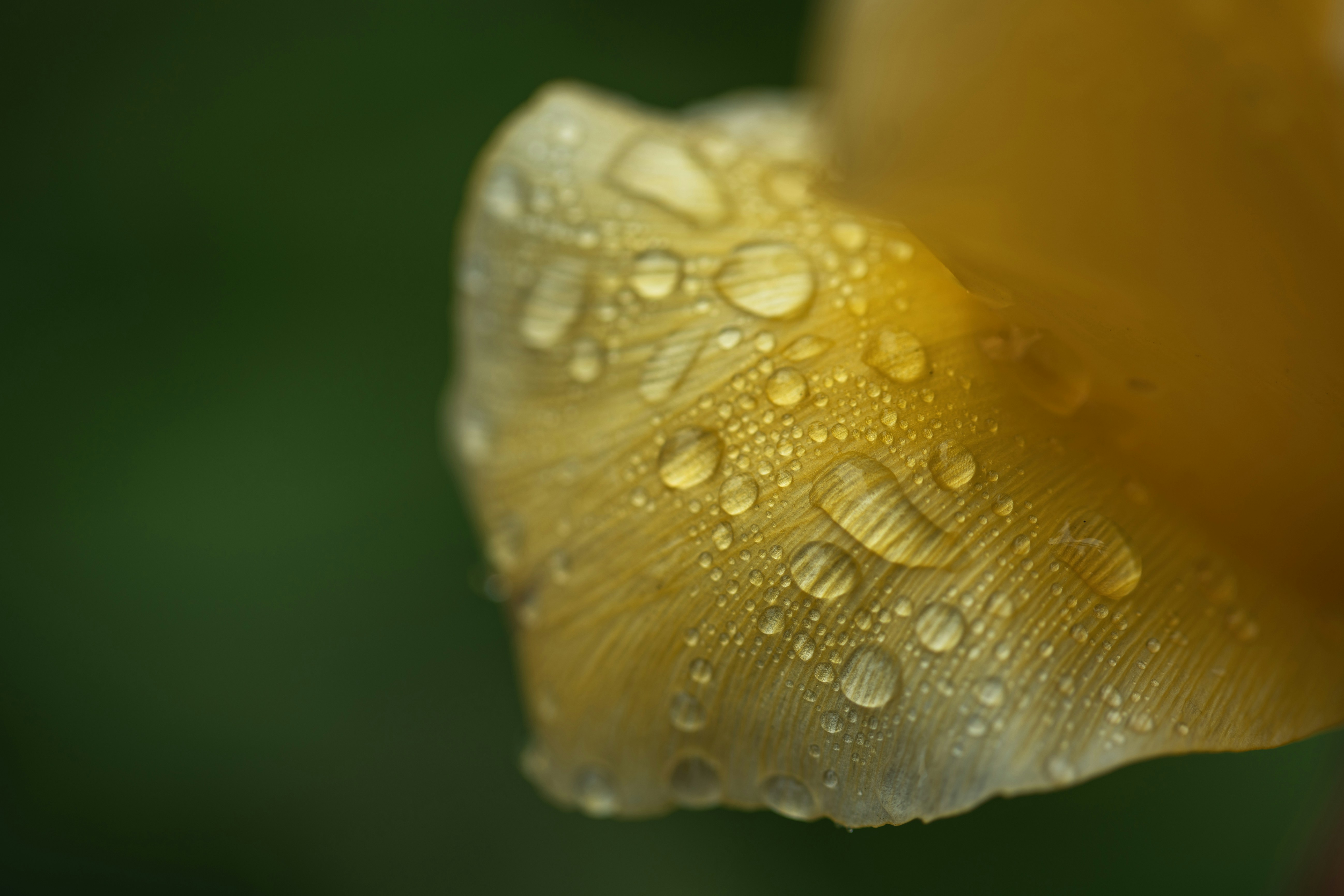 Gold Petal in Morning Dew: A Macro Portrait of Droplet Geometry
