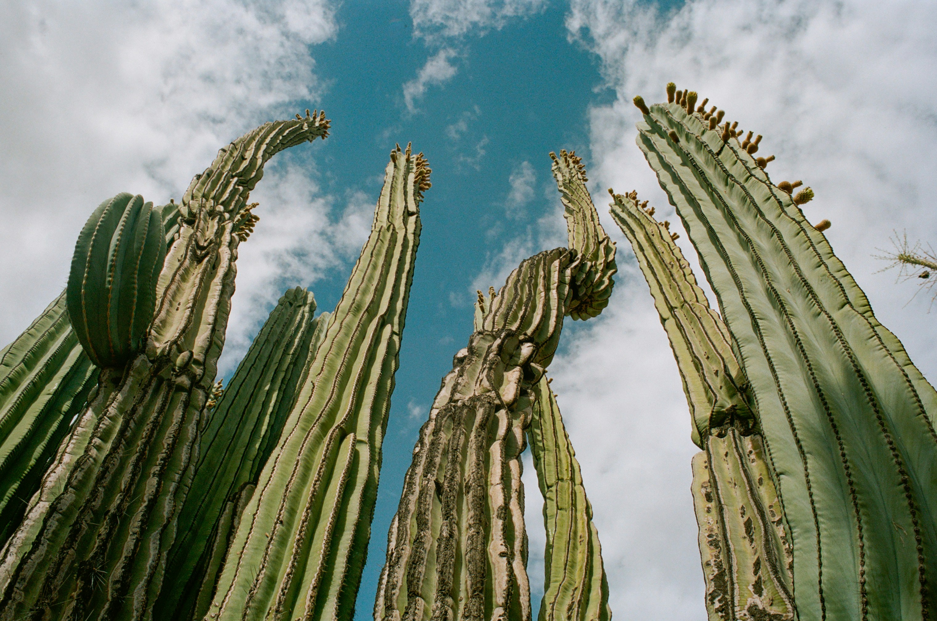 Tall cacti reaching towards a cloudy sky, showcasing their unique shapes and textures. The scene captures the essence of a desert landscape.