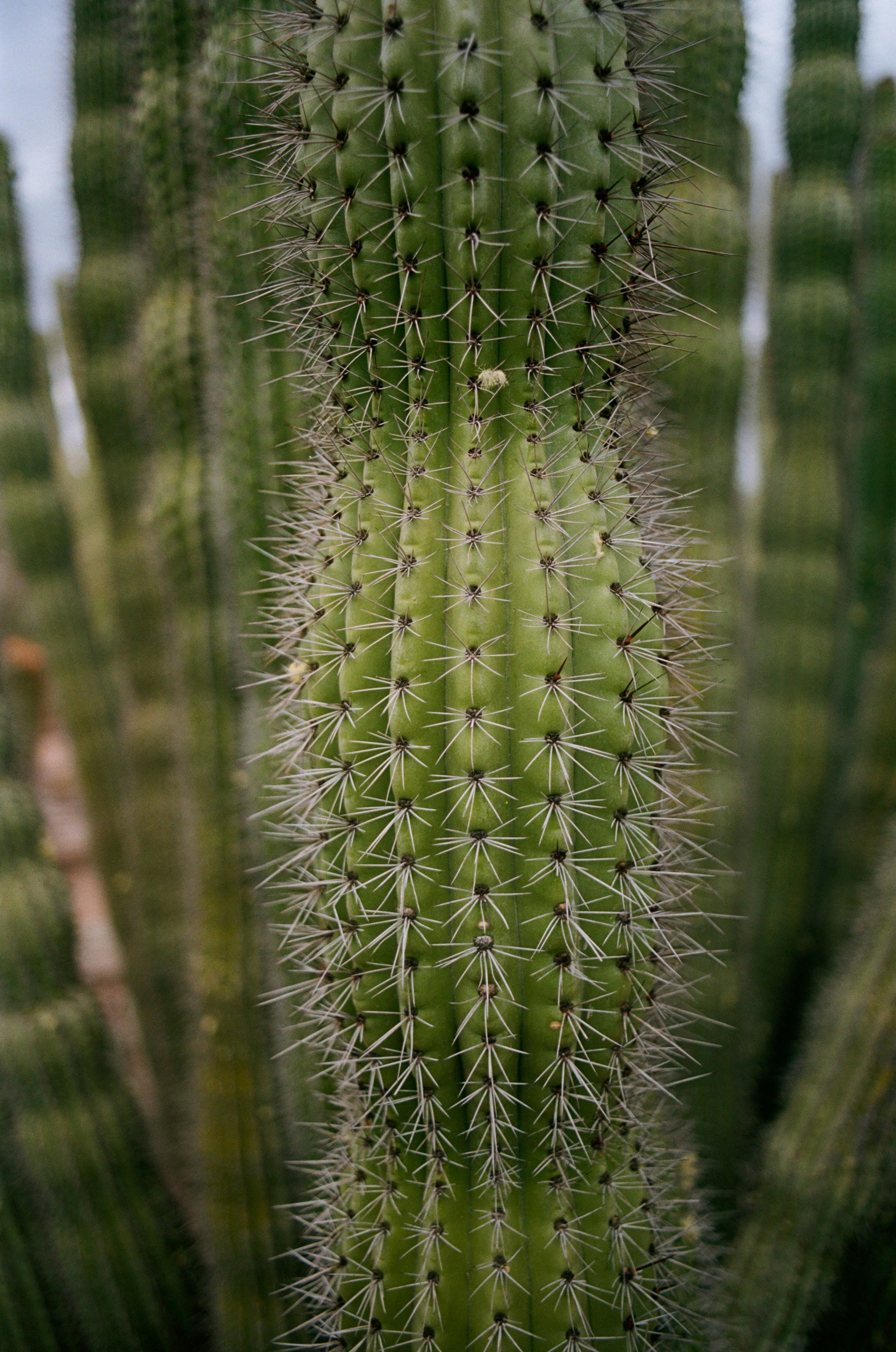 Close-up of a tall cactus showcasing its intricate spines and vibrant green texture.