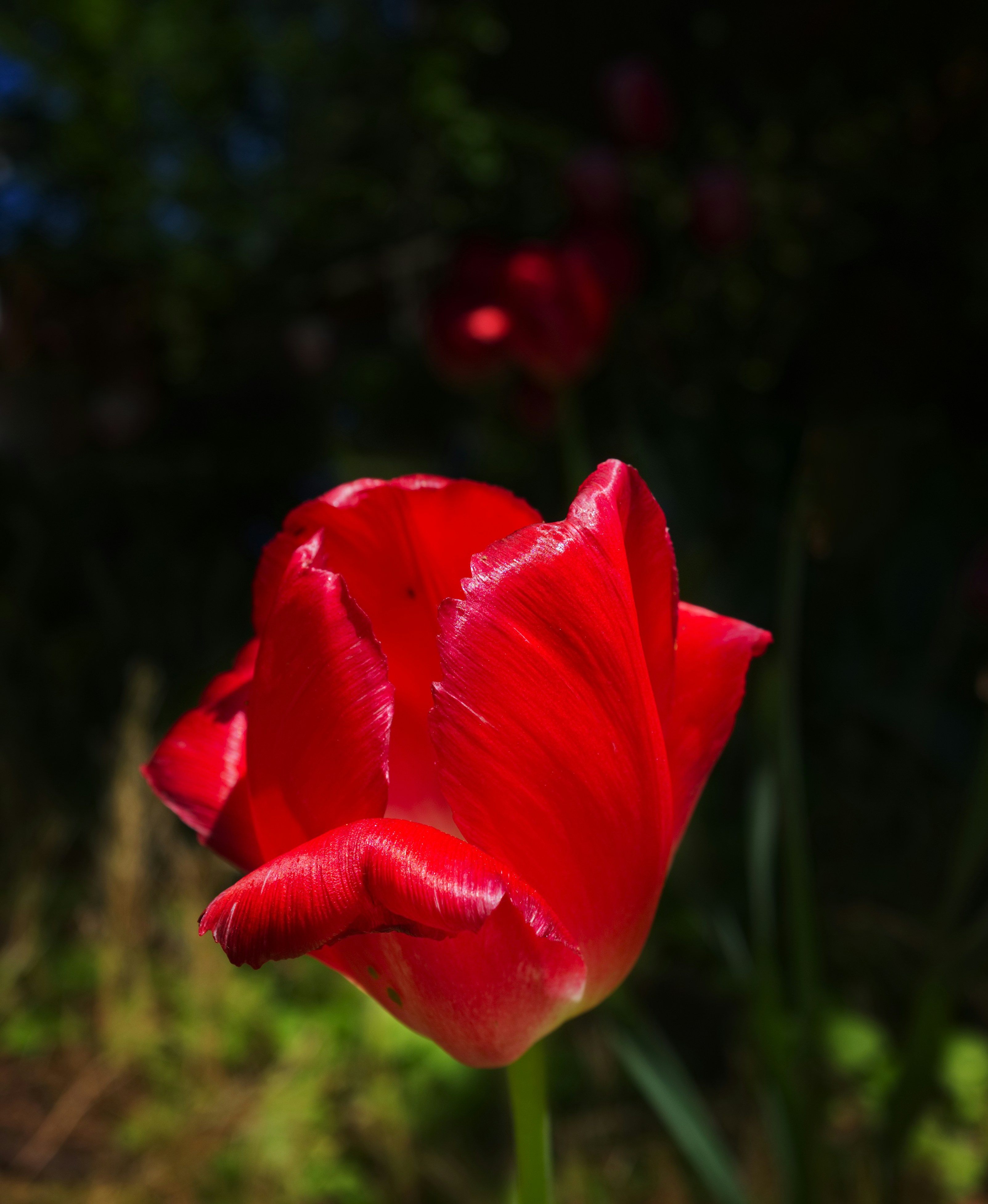 Vibrant red tulip basking in sunlight, showcasing its delicate petals against a blurred green backdrop.