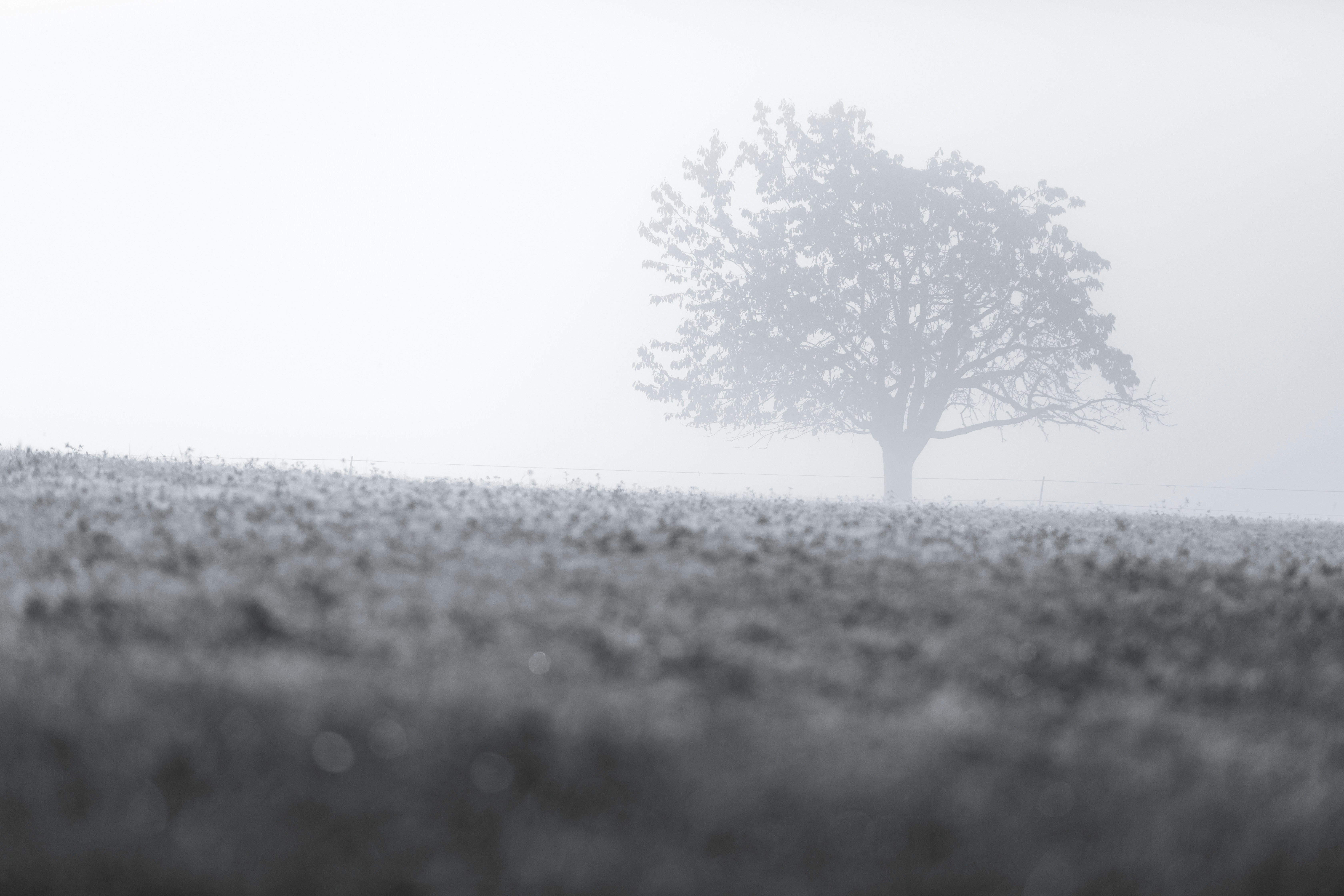 Low angle photo o f trees covered with fogs photo – Free Switzerland ...