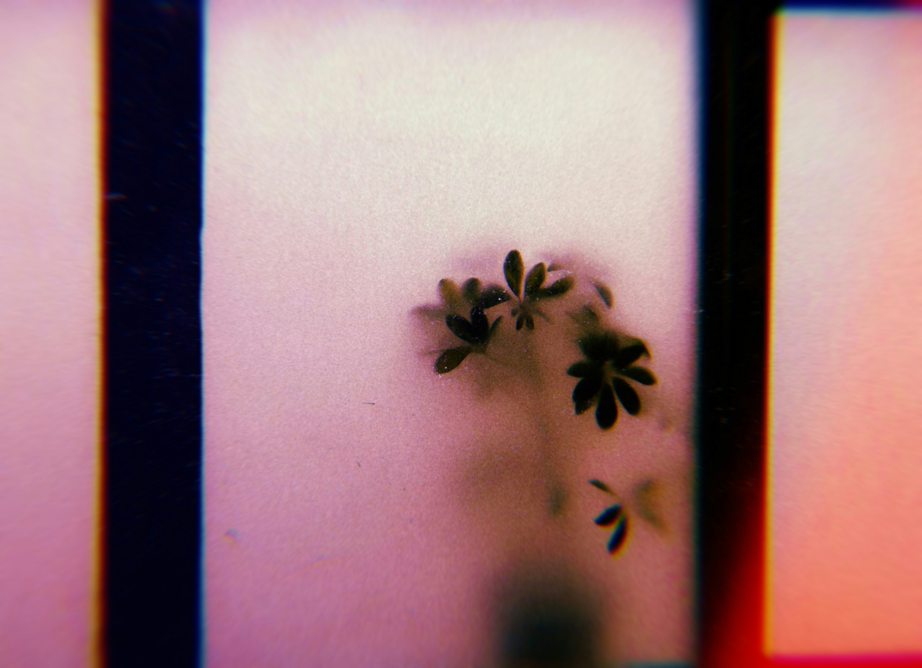 close-up photo of flower near glass