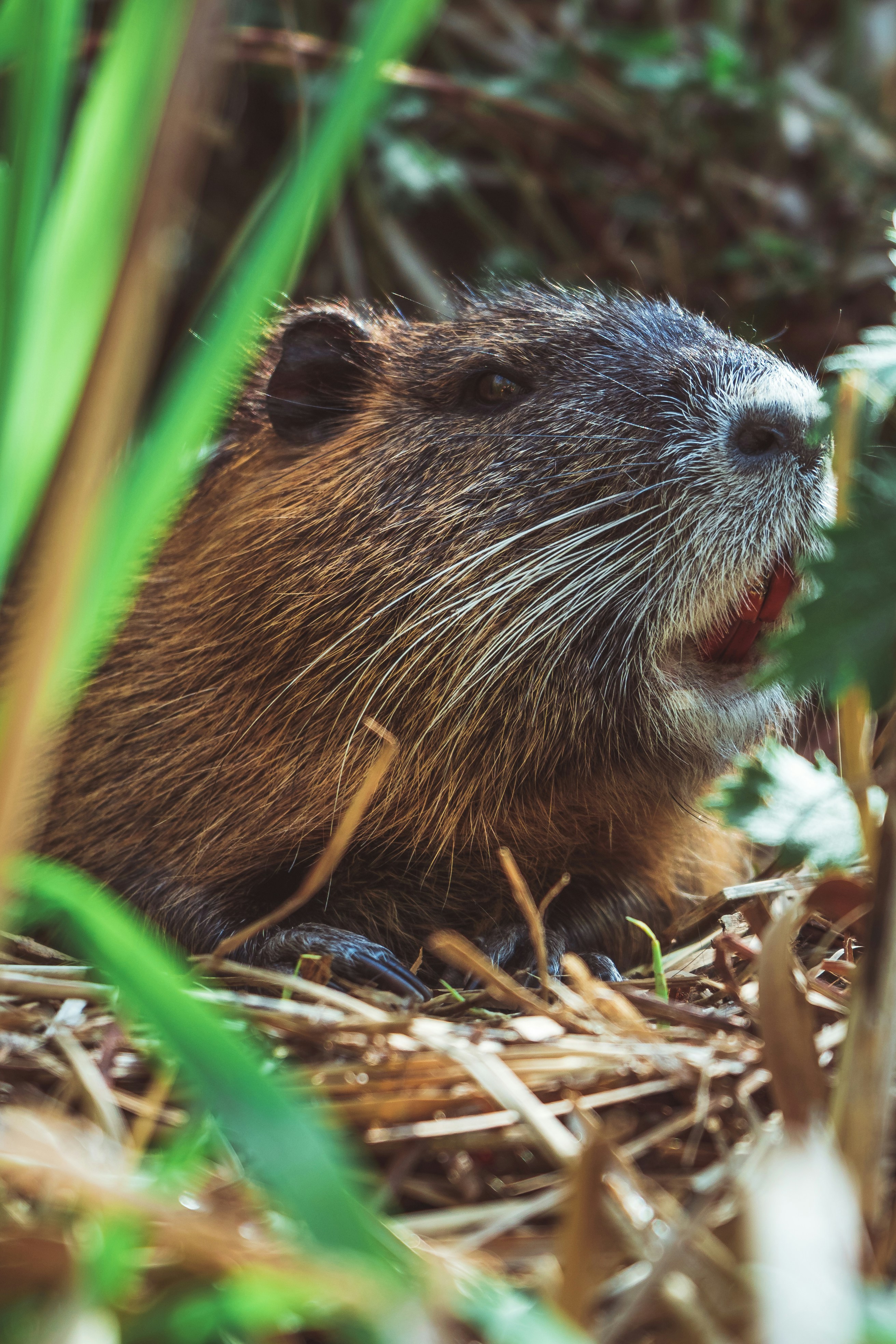 Beaver Pictures [HQ] | Download Free Images on Unsplash