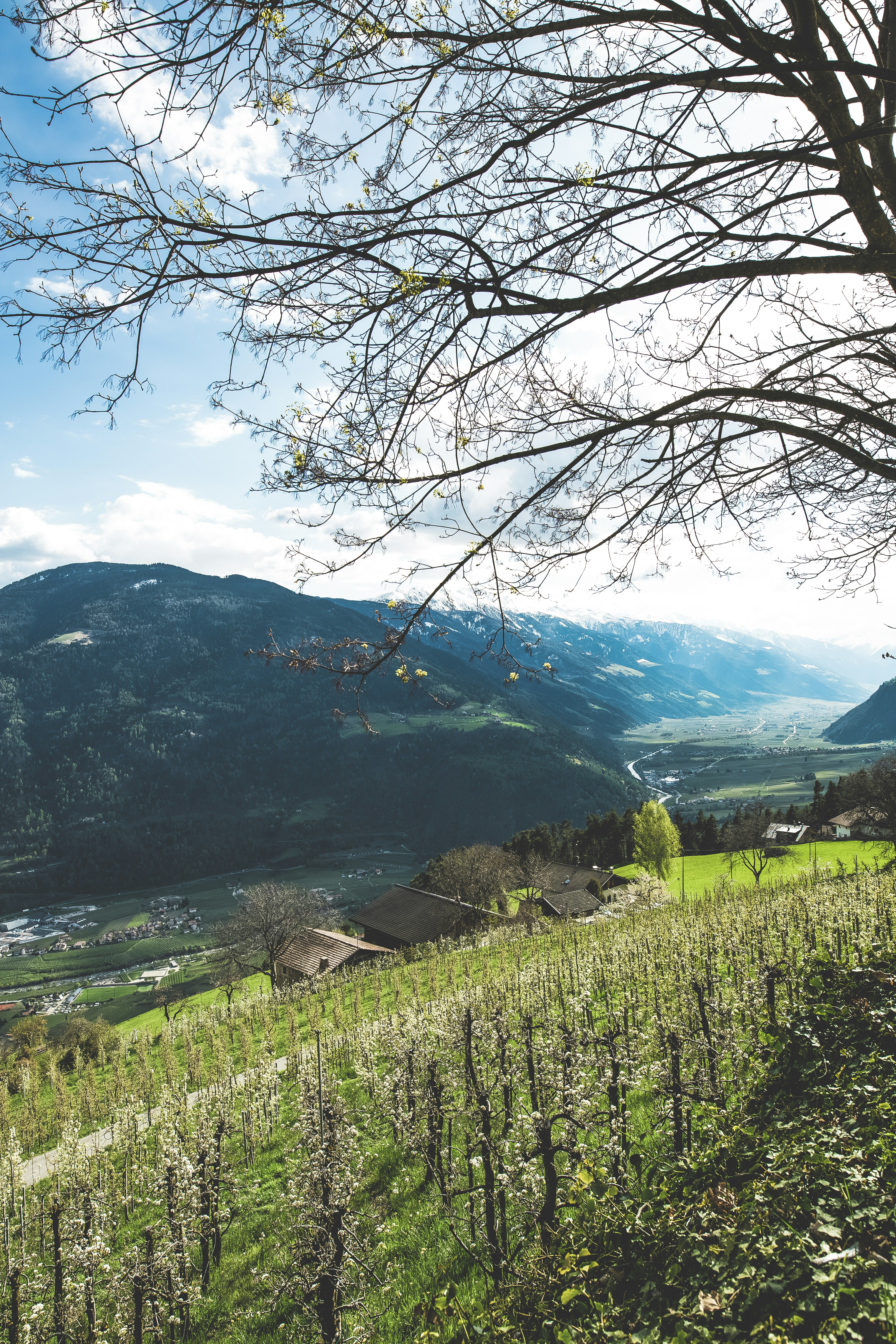 Terraced Vines Descend Toward a Green Alpine Valley