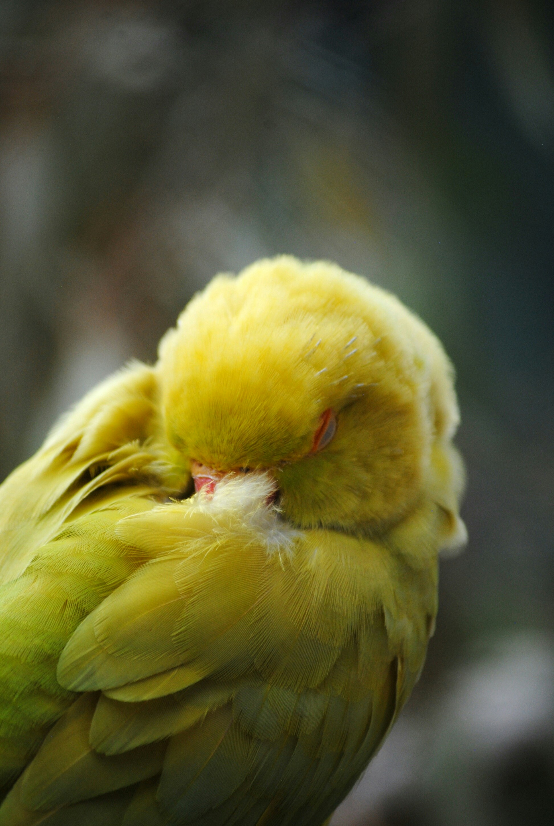 Close-up of a vibrant green parakeet preening its feathers, showcasing intricate details of its plumage and soft textures.