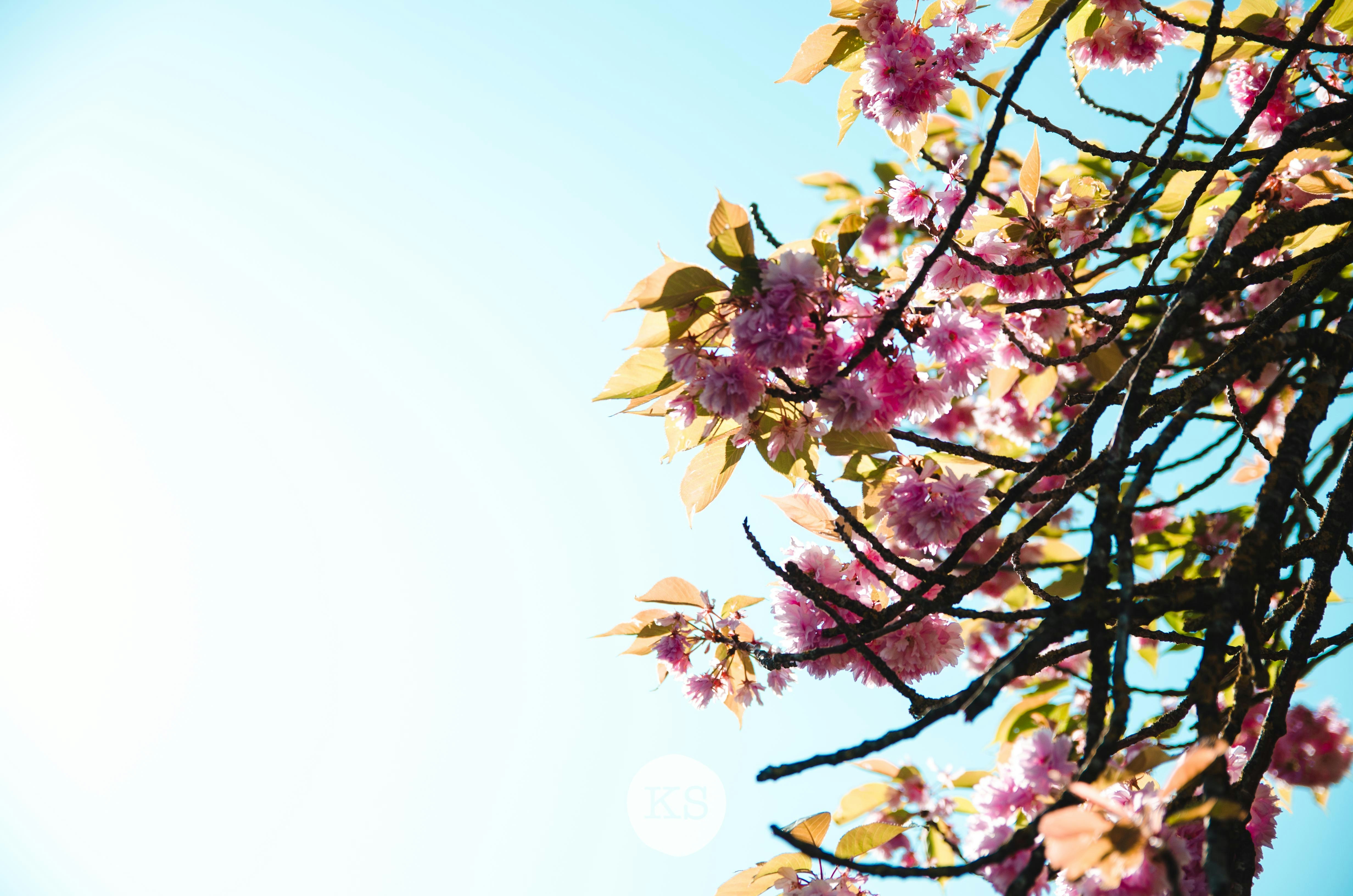 Sunlit Pink Cherry Blossoms Framing a Sky-Blue Canvas