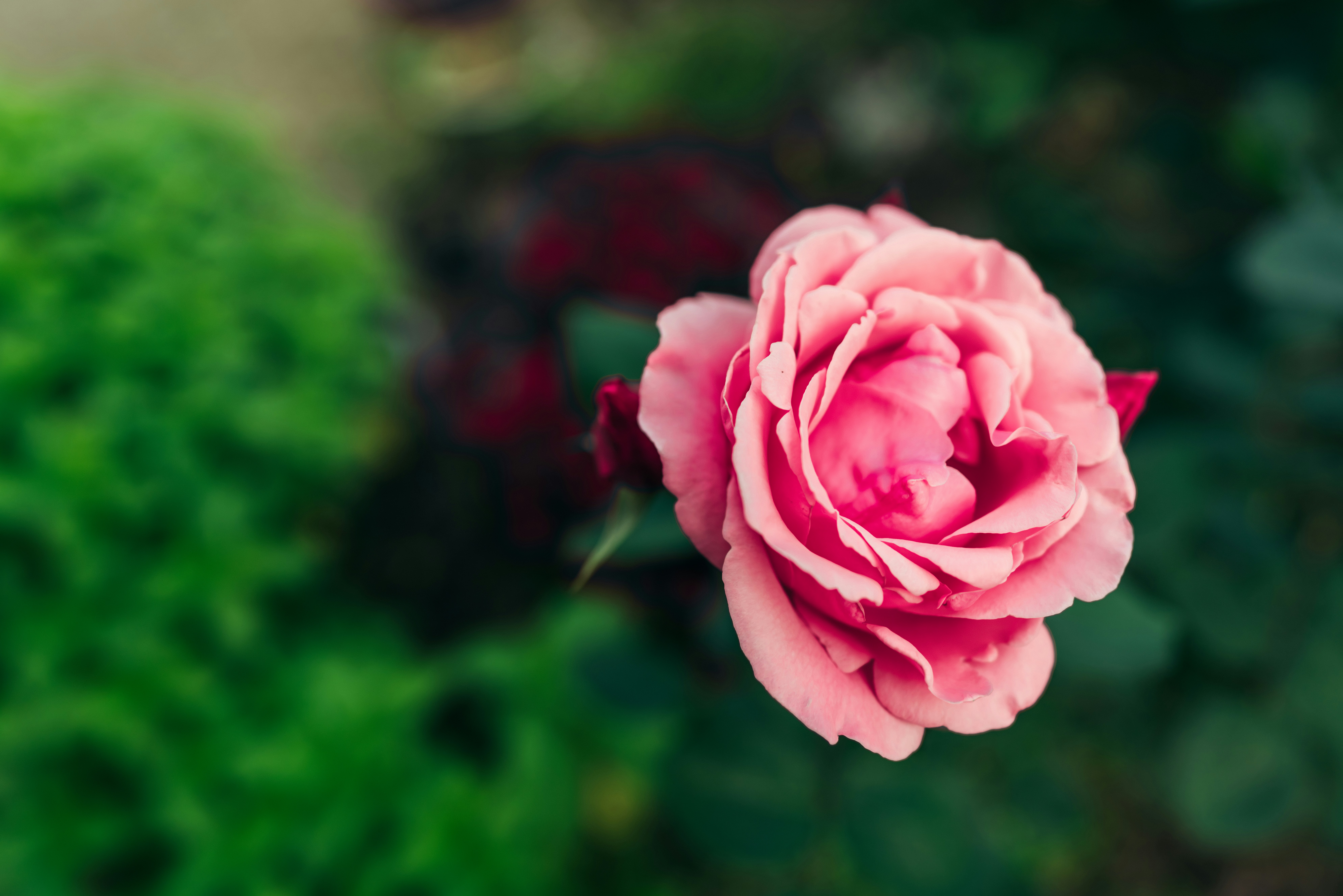Blooming pink rode flower photo – Free Flower Image on Unsplash