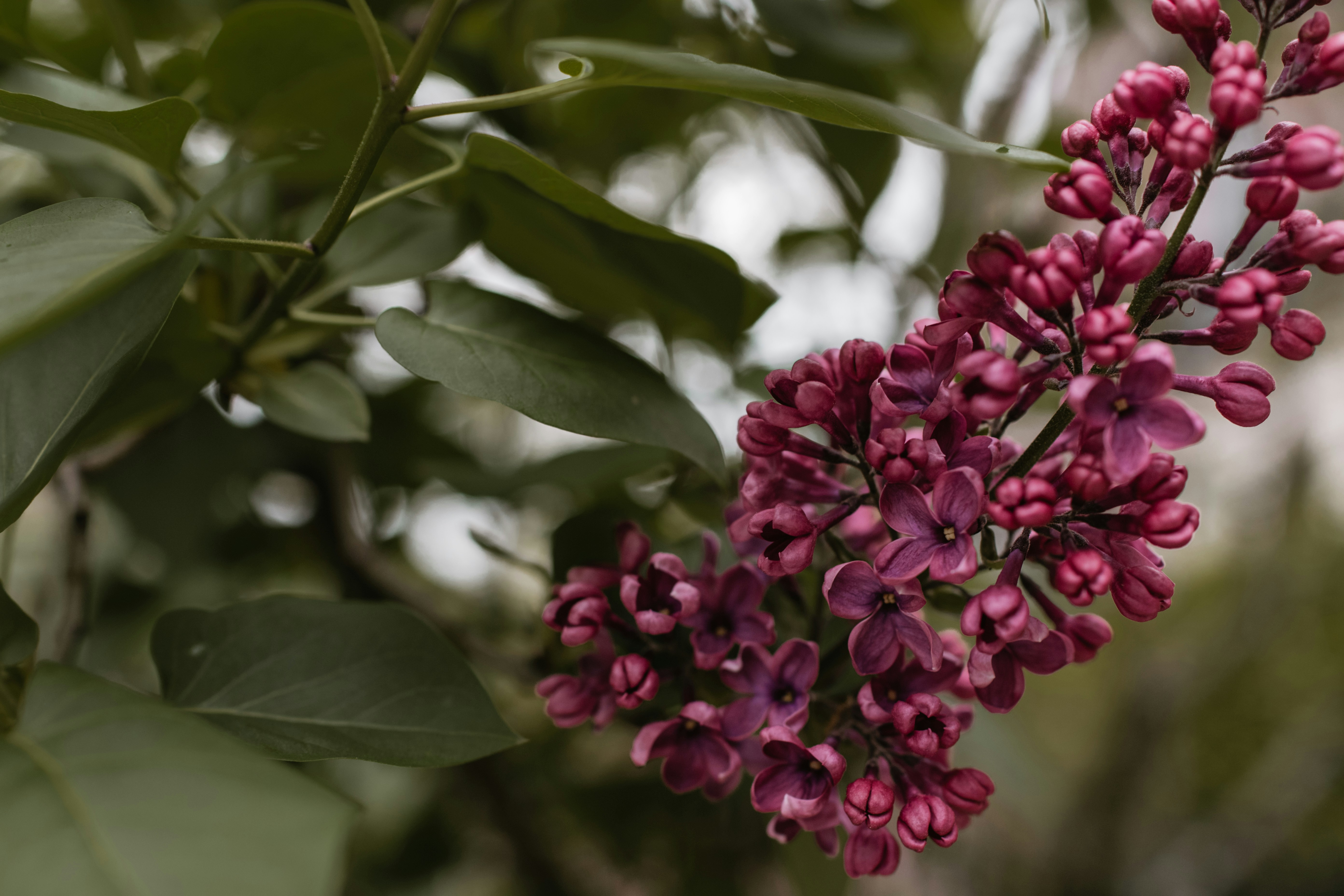 Lilac Burst on a Quiet Branch