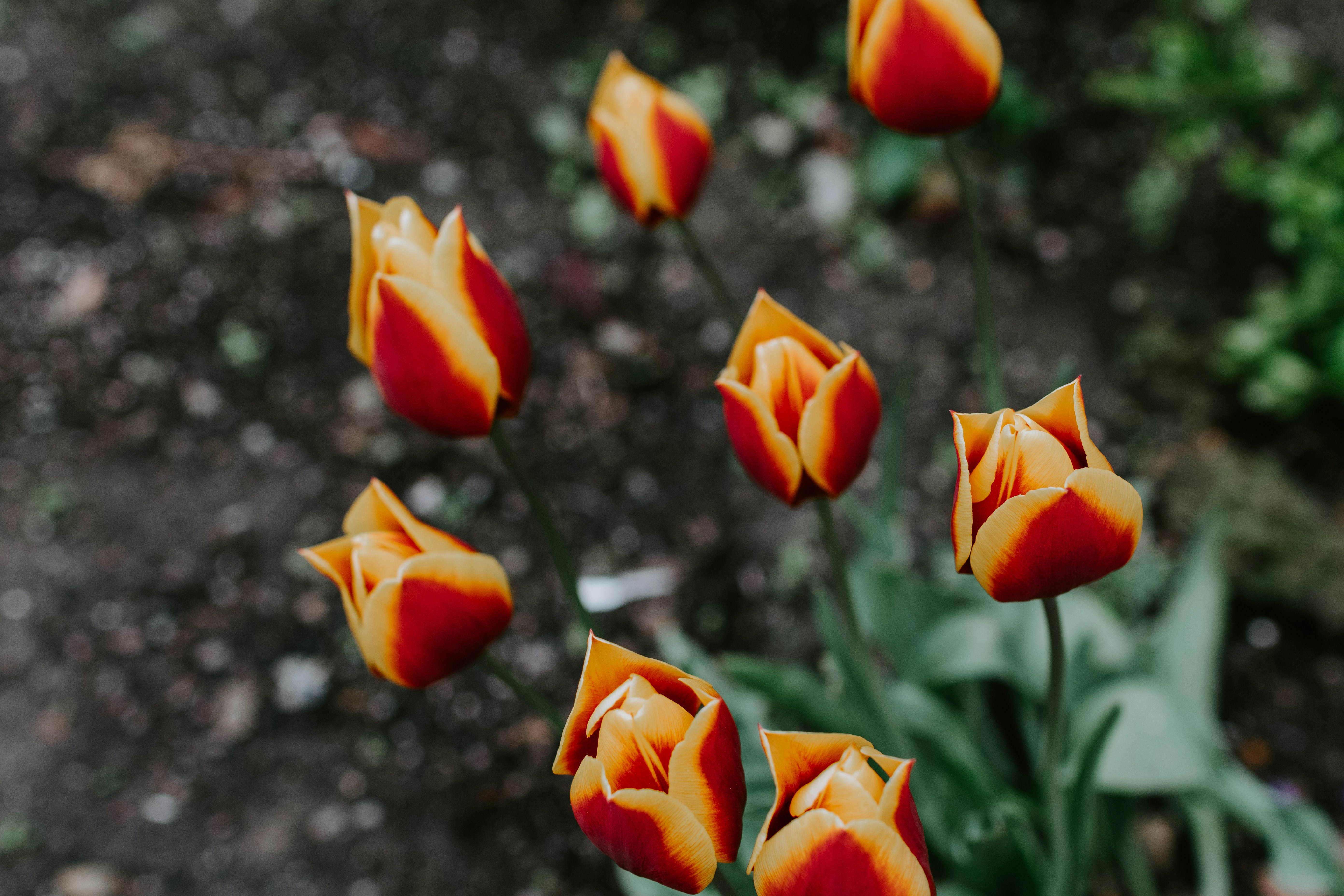 Cluster of vibrant orange and yellow tulips emerging from rich, dark soil, showcasing their unique shapes and colors. A testament to spring's beauty.