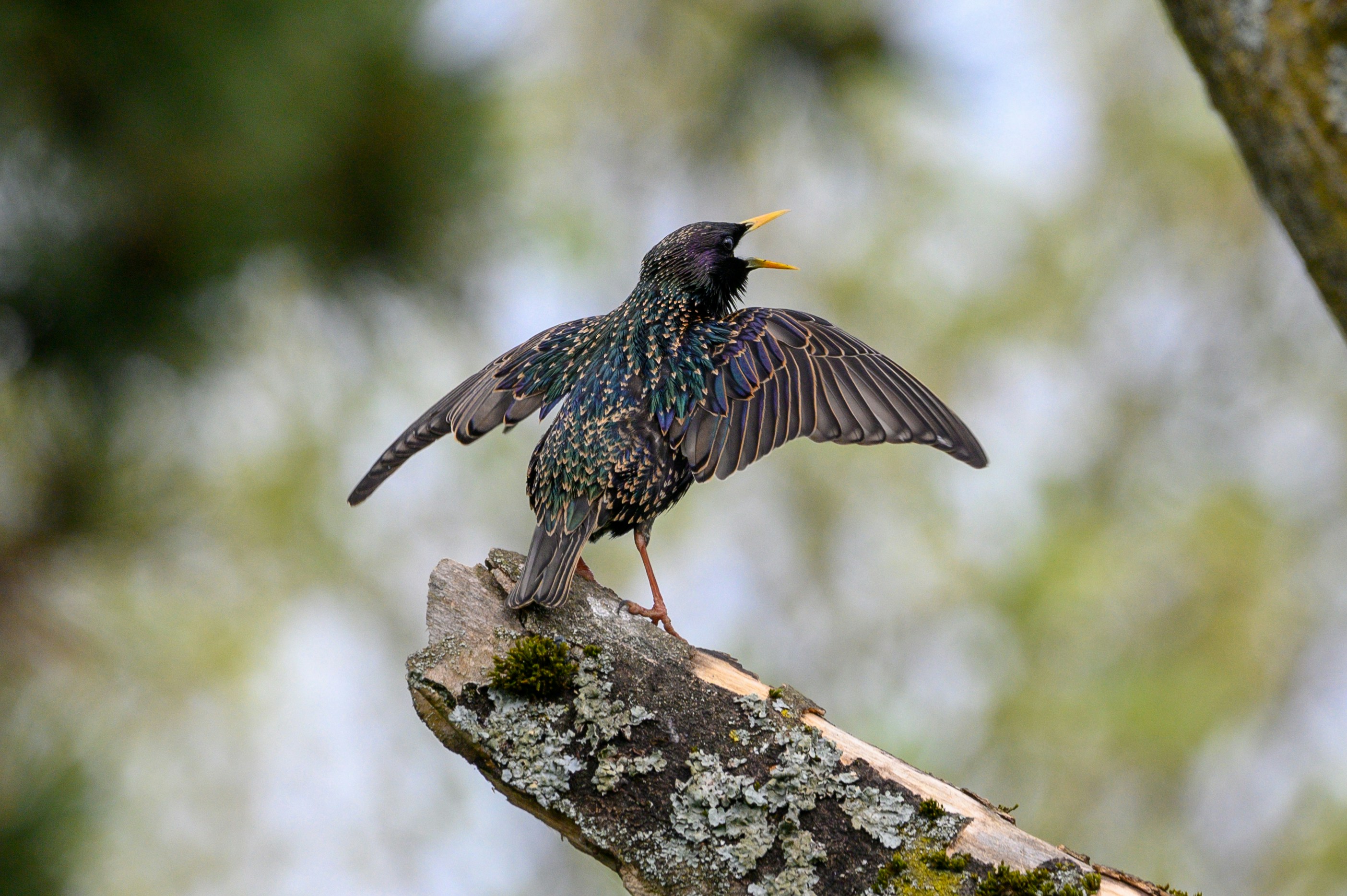 Starling perched on a lichen-covered branch with wings spread and beak open.