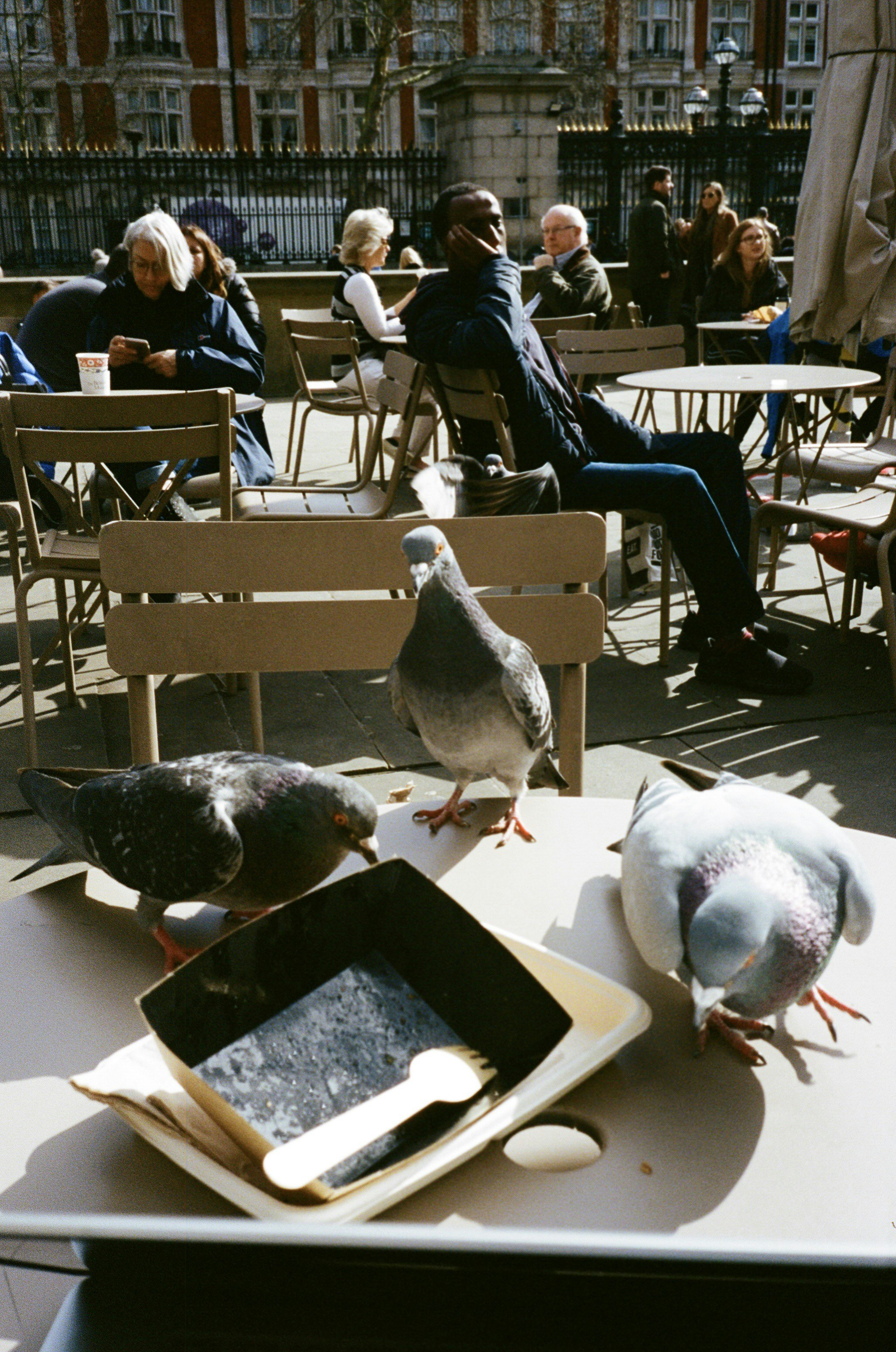 Pigeons forage around a discarded plate on a café table, with patrons enjoying their day in the background. The scene captures the interplay of urban wildlife and human activity.
